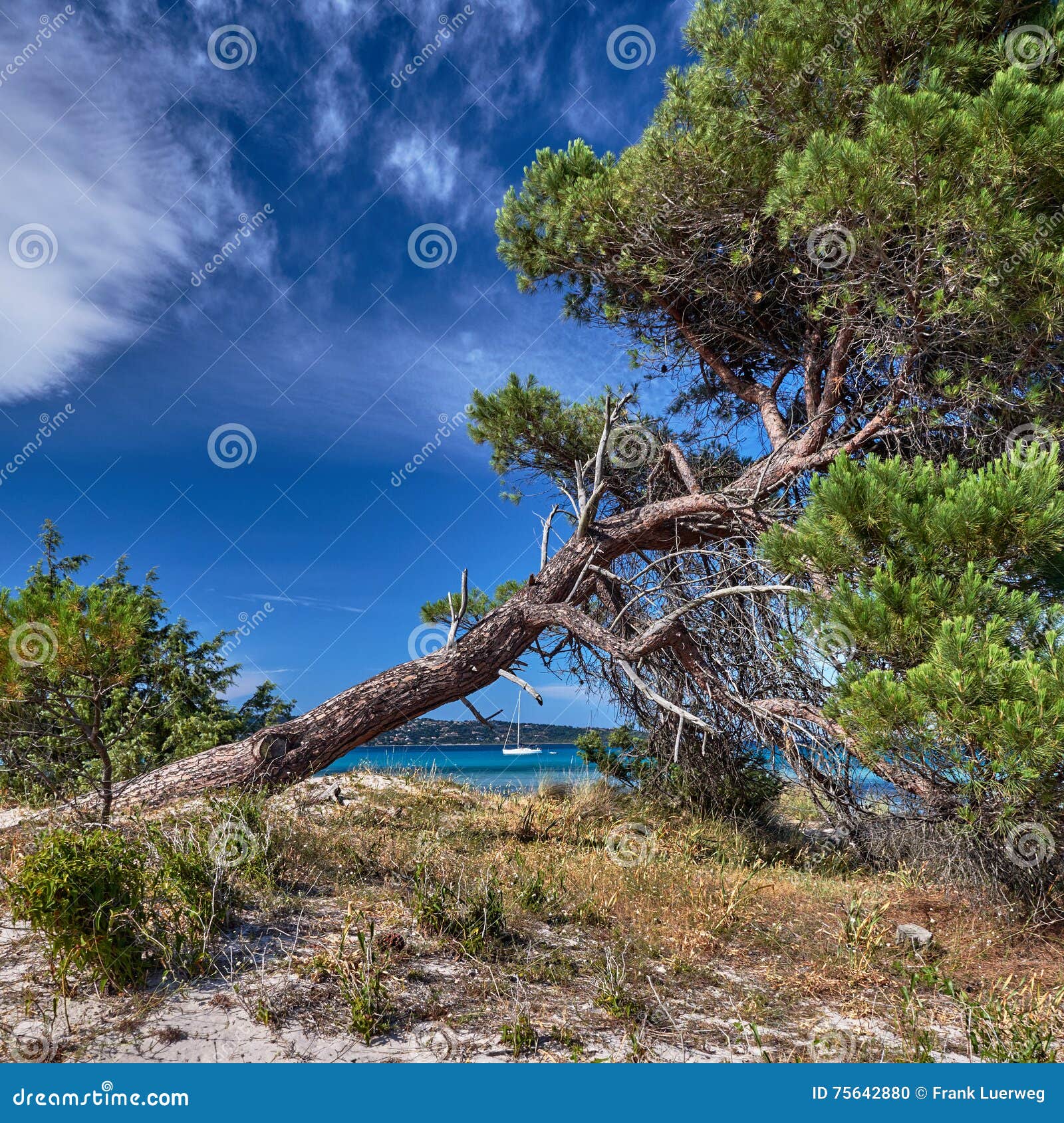 Pine Tree at Pinarello Beach Stock Photo - Image of blue, water: 75642880