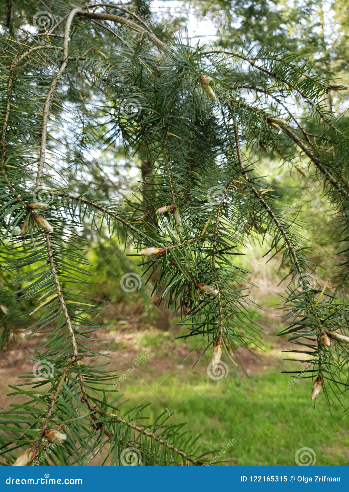 Pine tree stock image. Image of park, pine, tree, branches - 122165315
