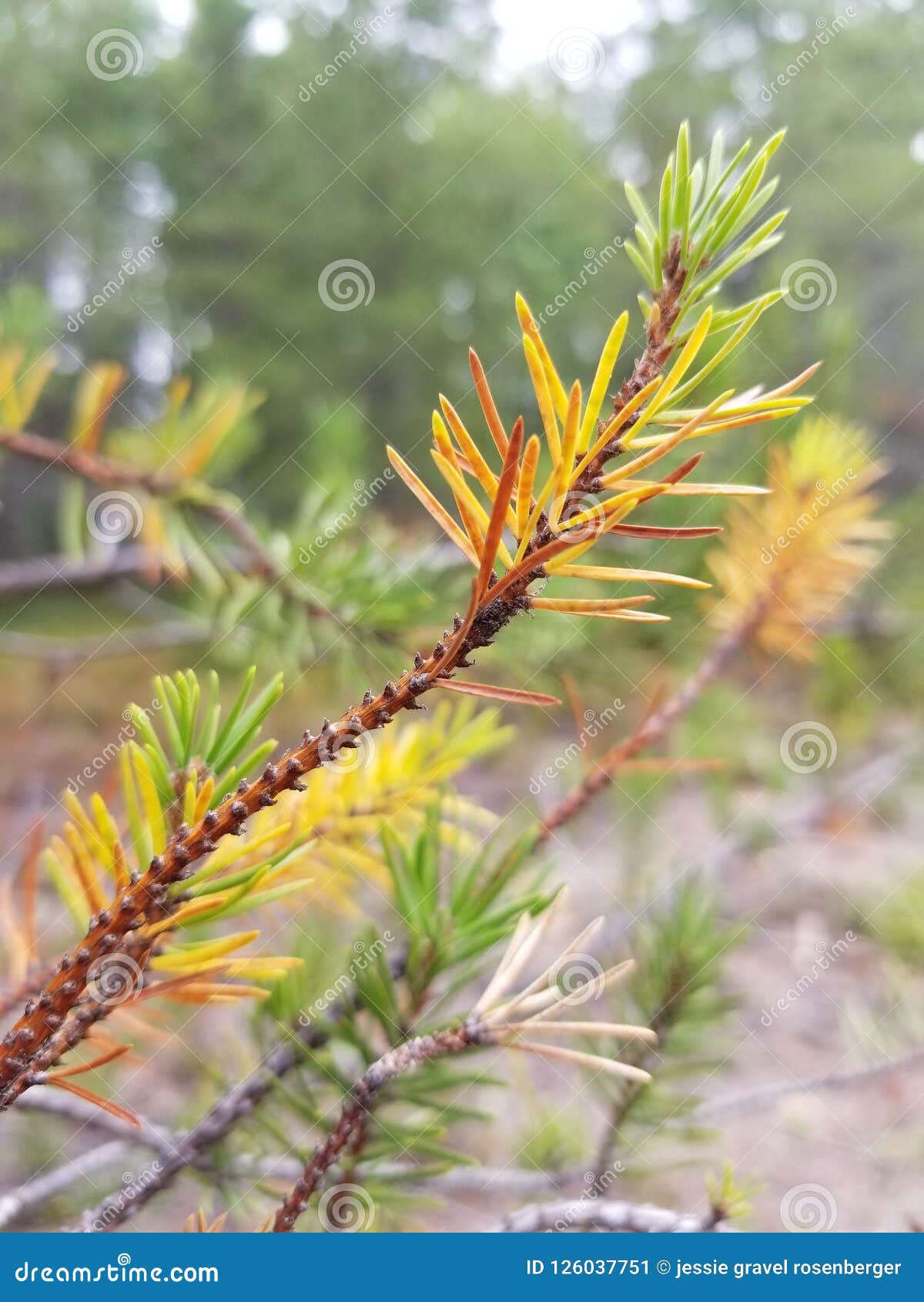 Pine tree stock image. Image of tree, pine, changing - 126037751