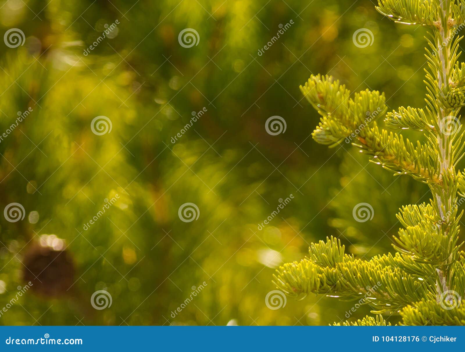 Pine Tree stock photo. Image of coniferous, pine, round - 104128176