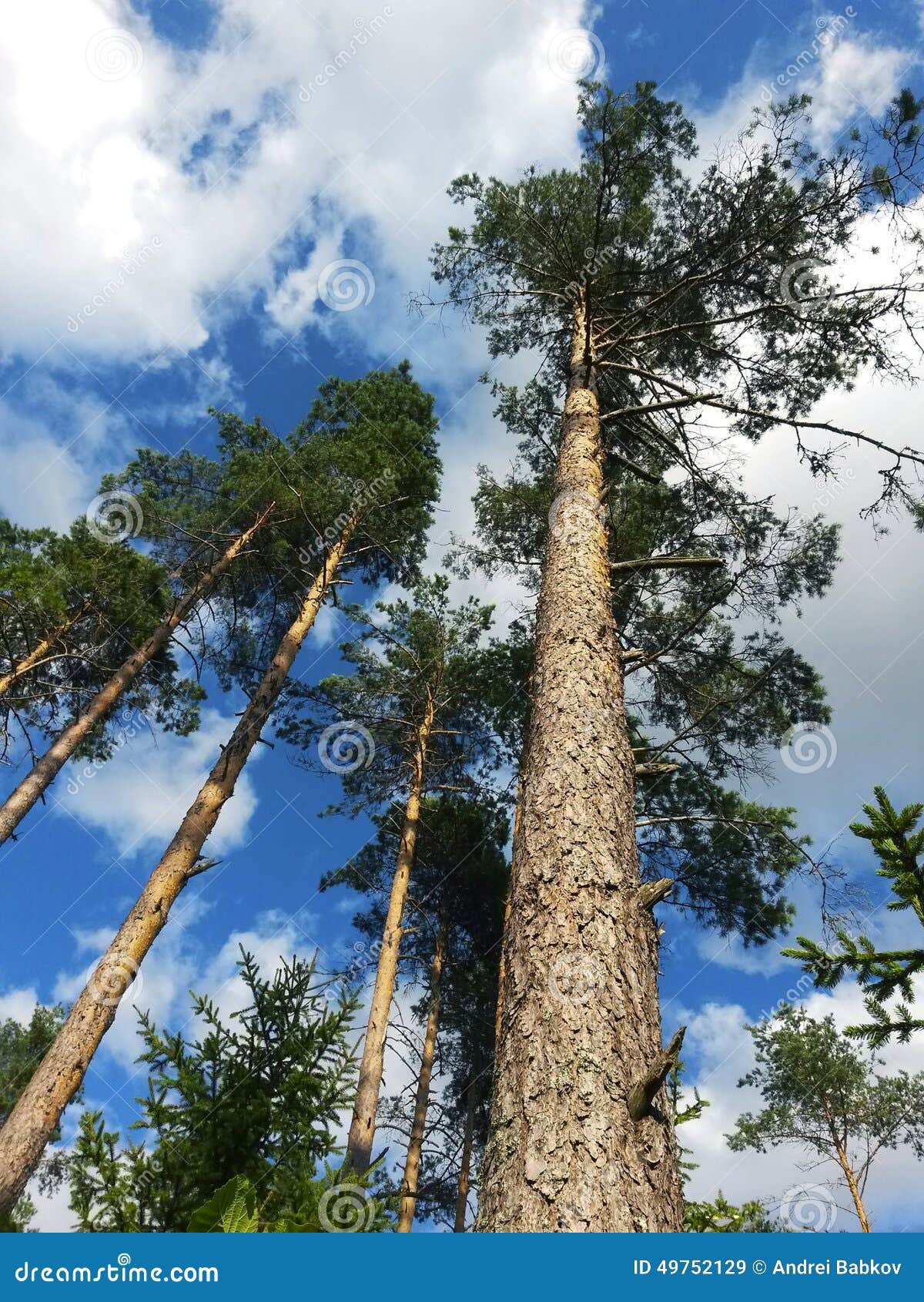 Pine stock image. Image of calm, nature, texture, summer - 49752129