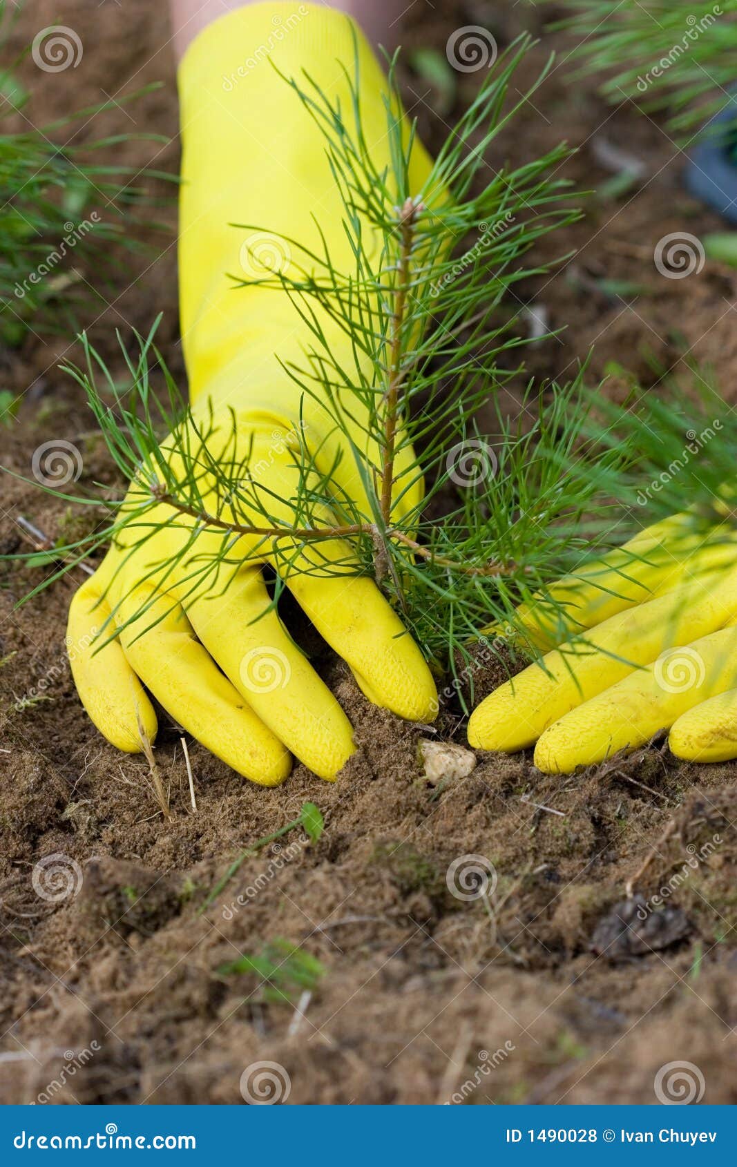 Pine-tree plant stock photo. Image of renewal, delicate - 1490028