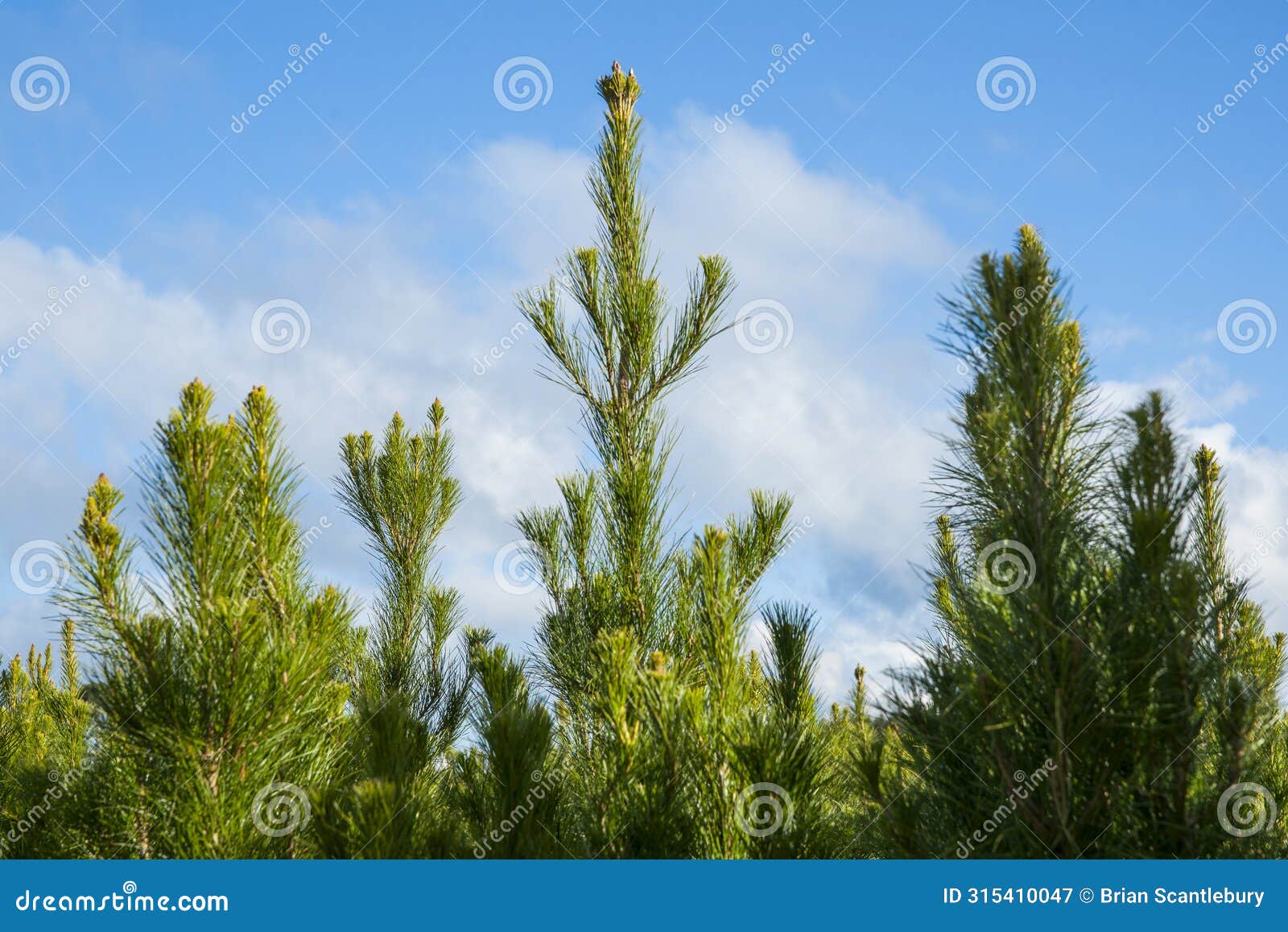 Pine tree plantation stock image. Image of plants, radiata - 315410047