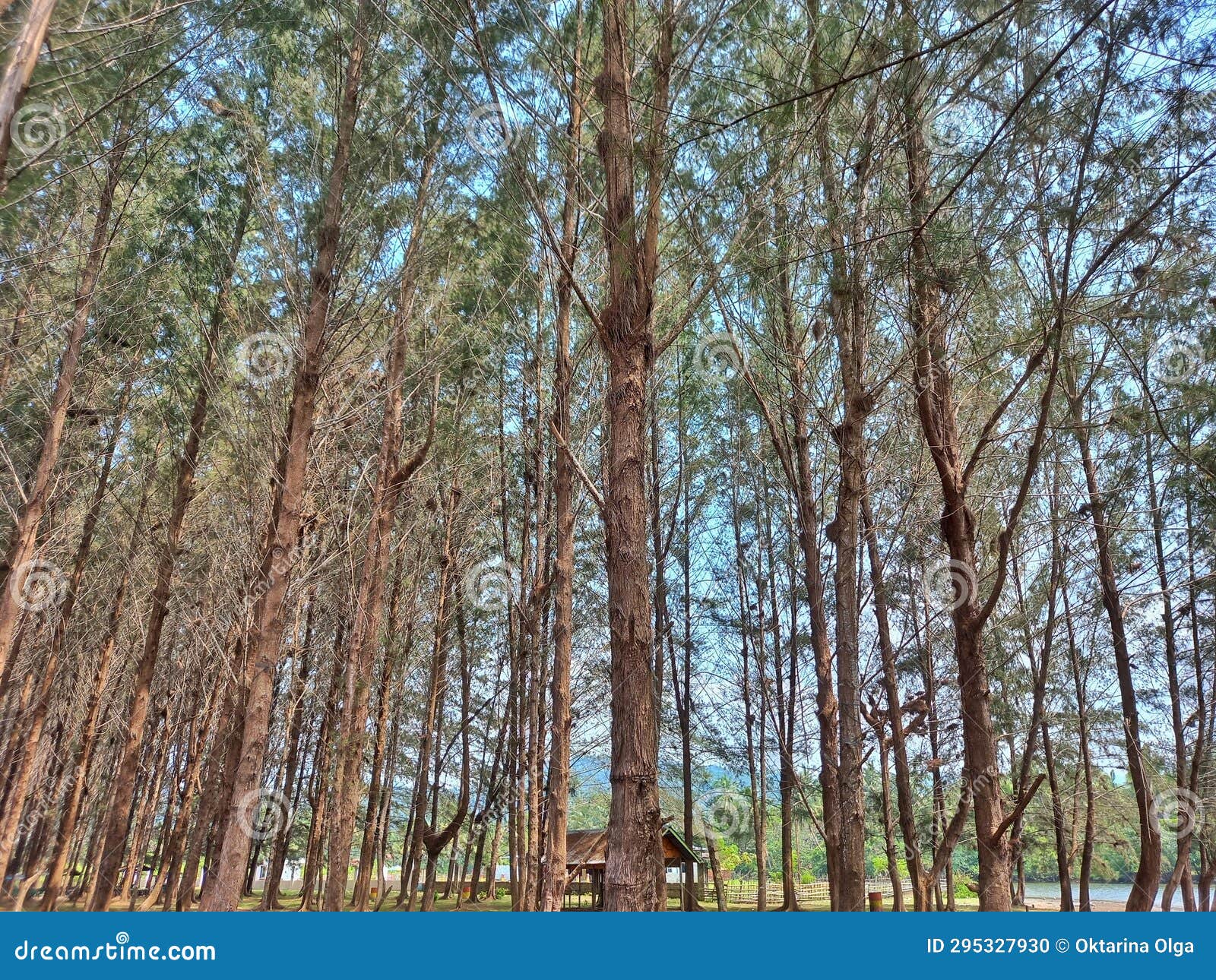 Pine Tree Plantations in Indonesia Stock Photo - Image of woodland, deciduous: 295327930