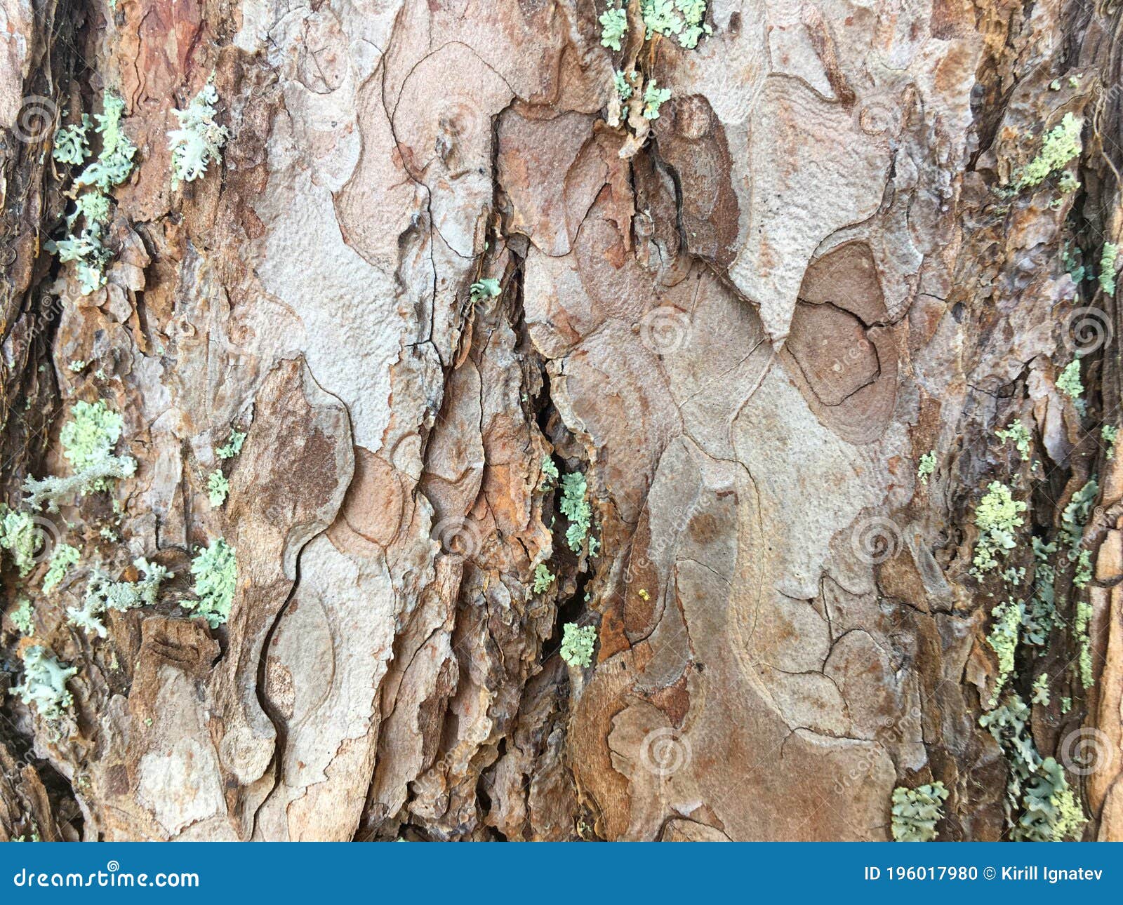 Pine Tree Plates of Bark Wooden Background Stock Photo - Image of ...