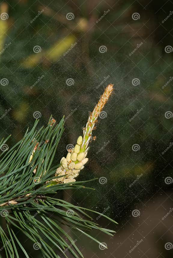 Pine tree pollen stock image. Image of allergen, green - 11410675