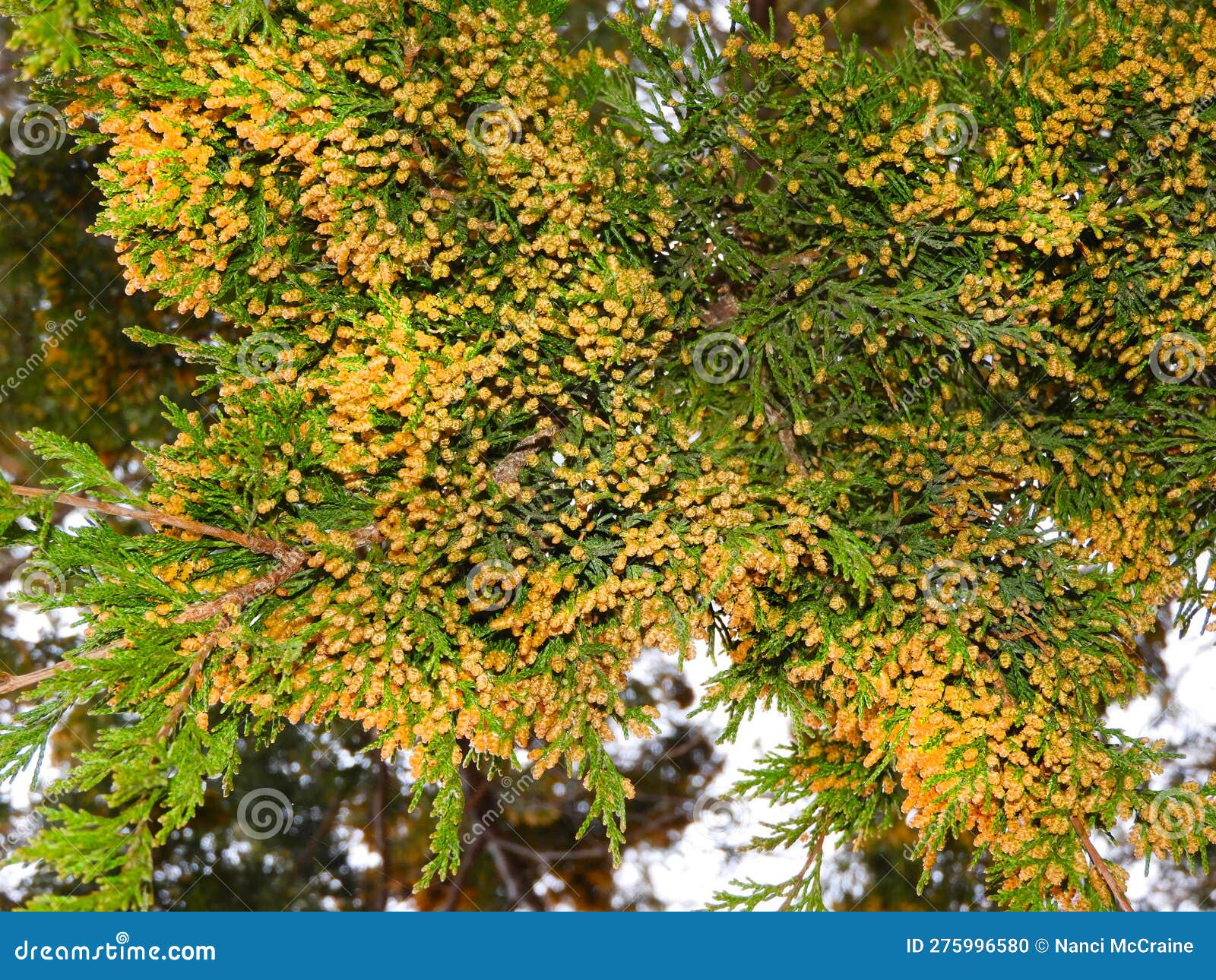 Pine Tree Pollen from Male Baby Pinecones Stock Photo - Image of ...