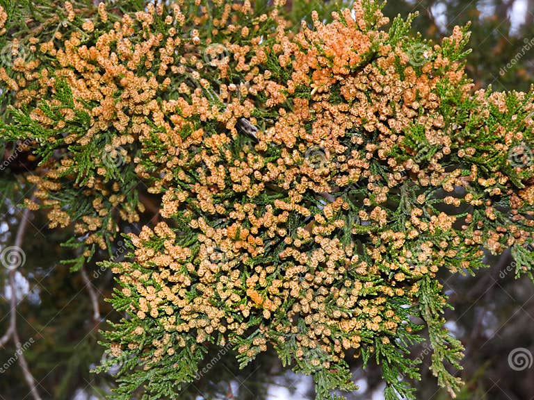Pine Tree Pollen in Springtime in NYS Stock Image - Image of ...