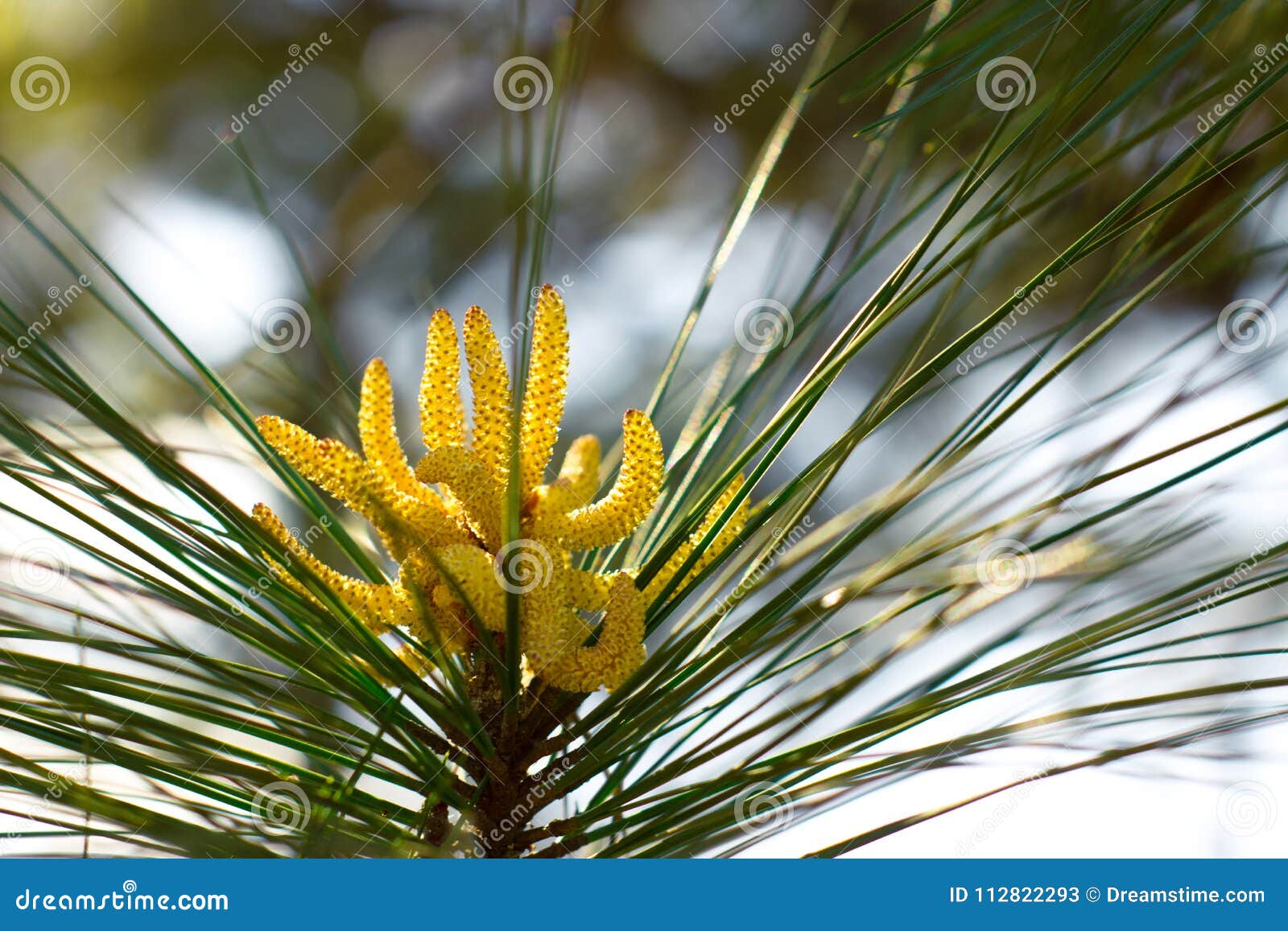Pine Tree Pollen Cone stock image. Image of life, coniferous - 112822293