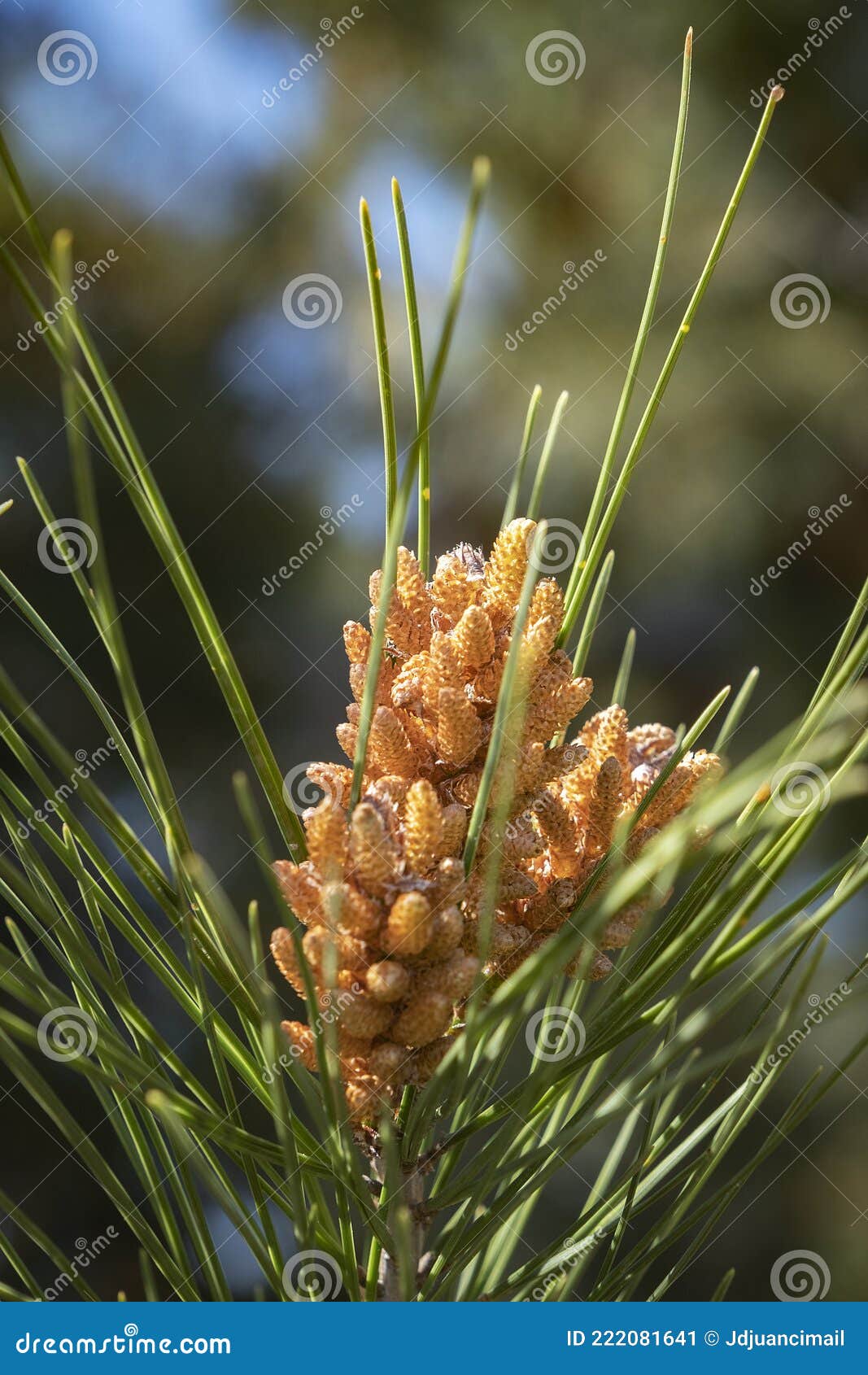 Pine Tree Pollen and Leaves on a Branch. Empty Copy Space Stock Image ...