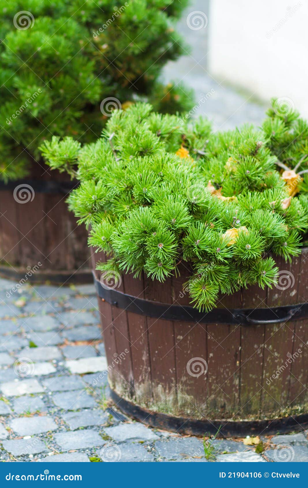 Pine tree in the pot stock photo. Image of plant, miniature - 21904106