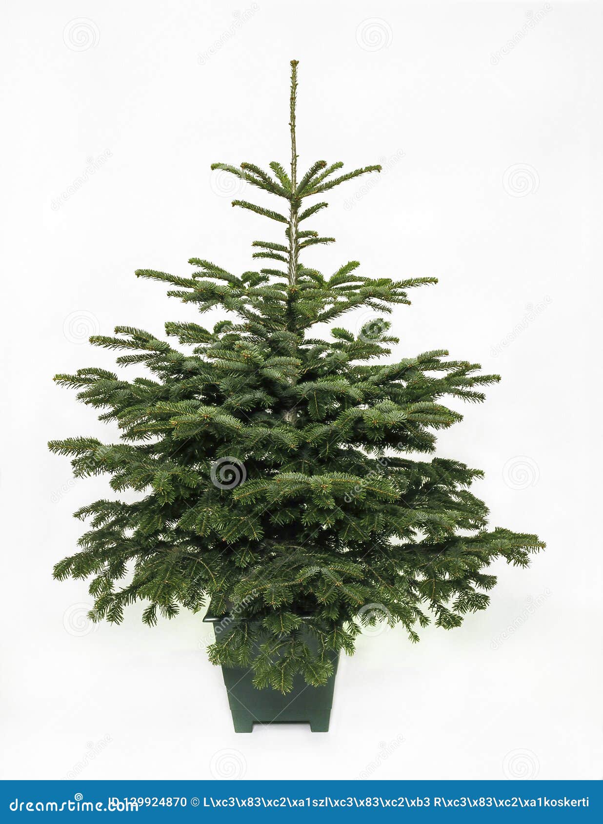 Pine Tree in Pot for Christmas Stock Photo - Image of bright ...