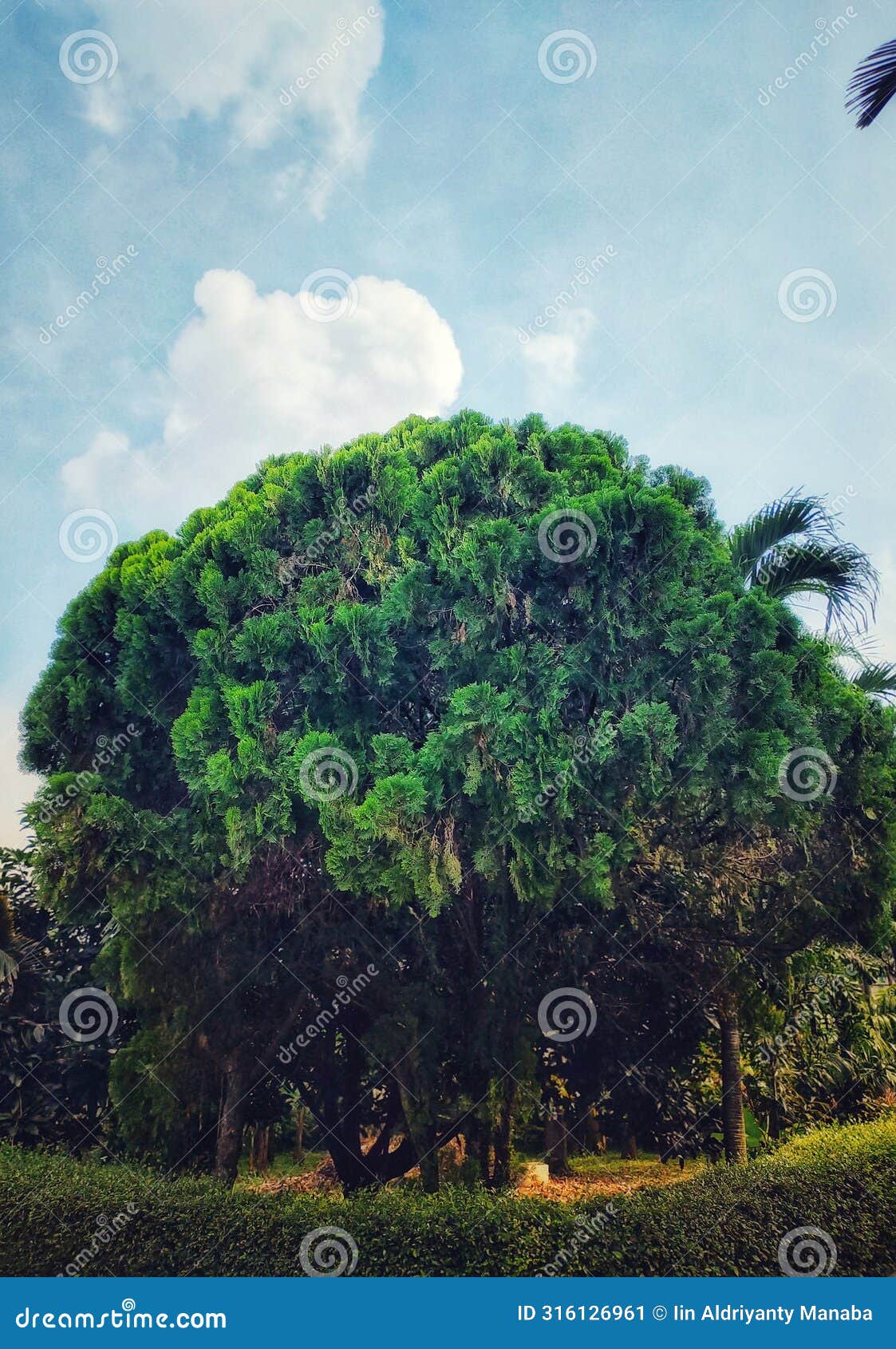 Pine Tree Potrait with Sunlight, Blue Sky and Clouds in Background ...