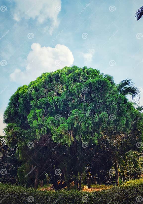 Pine Tree Potrait with Sunlight, Blue Sky and Clouds in Background ...