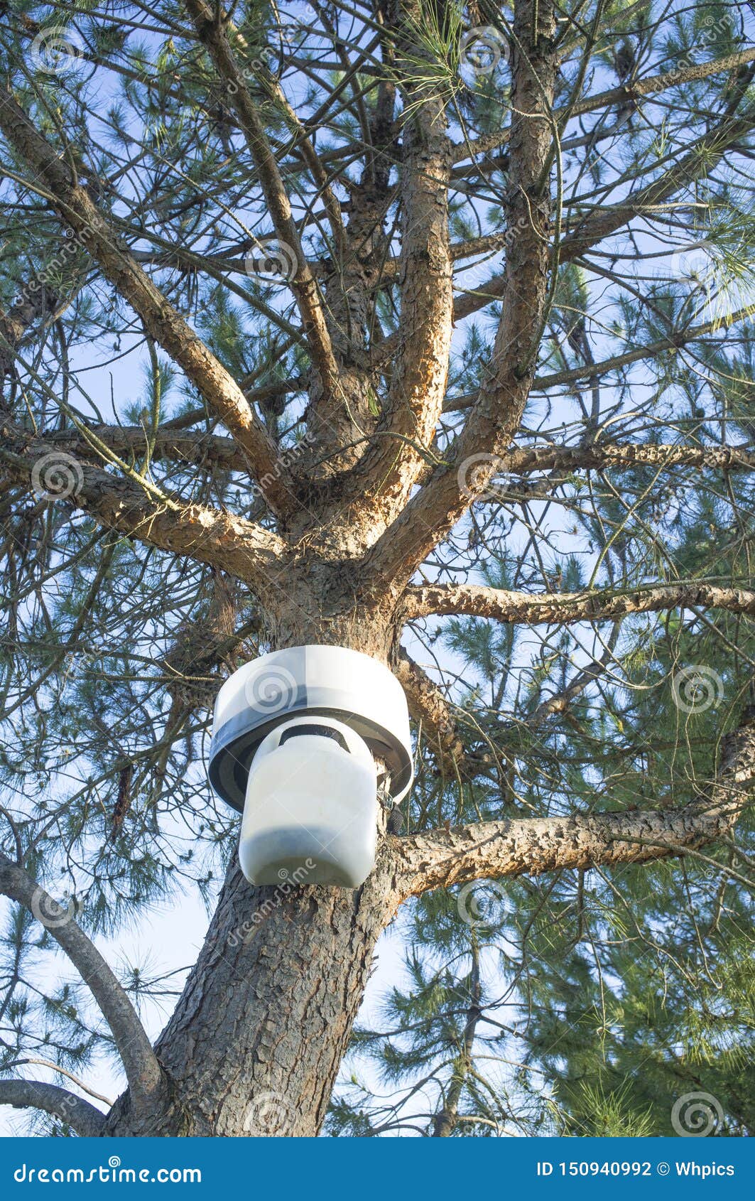 Pine Tree with Processionary Trap Stock Photo - Image of natural, enemy ...