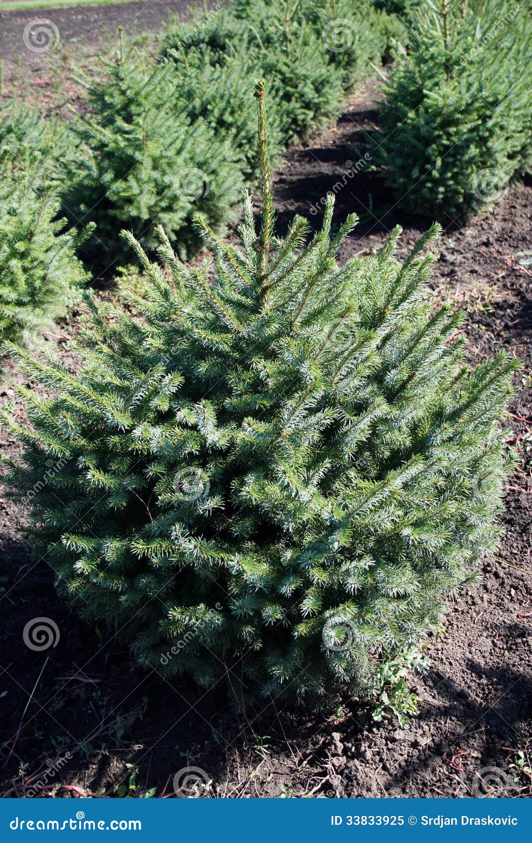 Pine Tree Production stock image. Image of farm, grow - 33833925