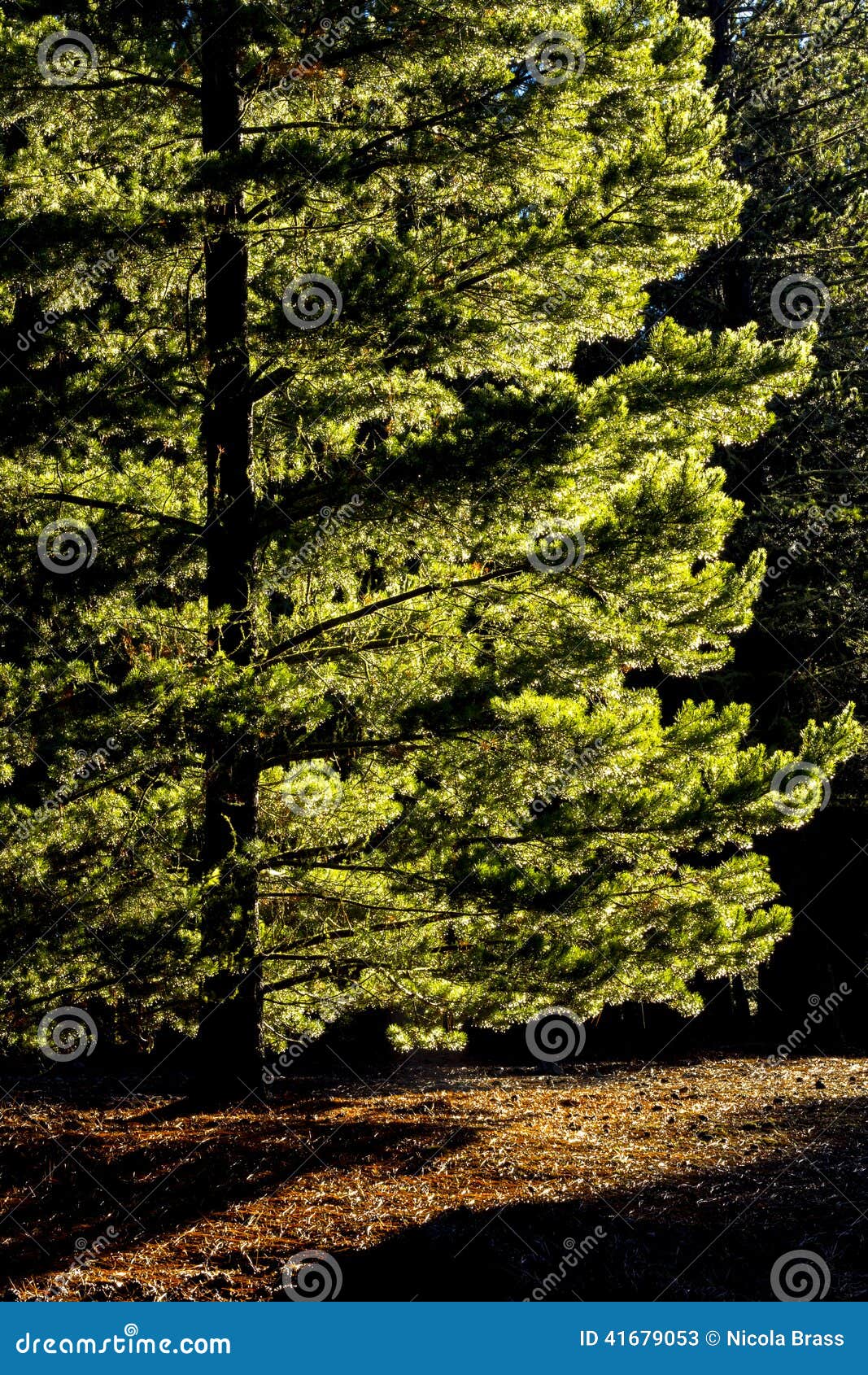 Pine tree after the rain stock image. Image of beautiful - 41679053