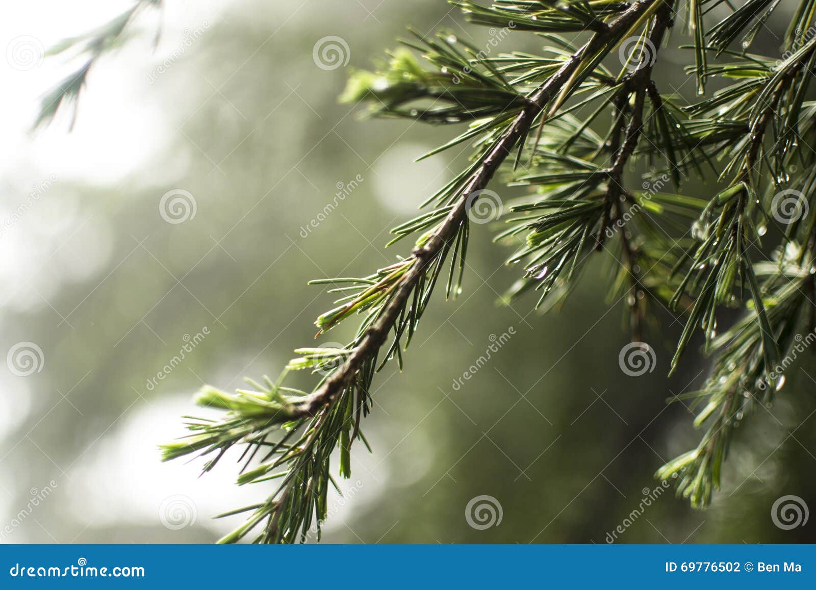 Pine tree at rain stock photo. Image of leaves, pine - 69776502
