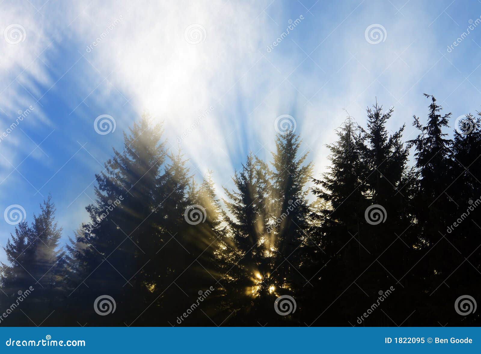 Pine Tree Rays stock image. Image of freezing, landscape - 1822095