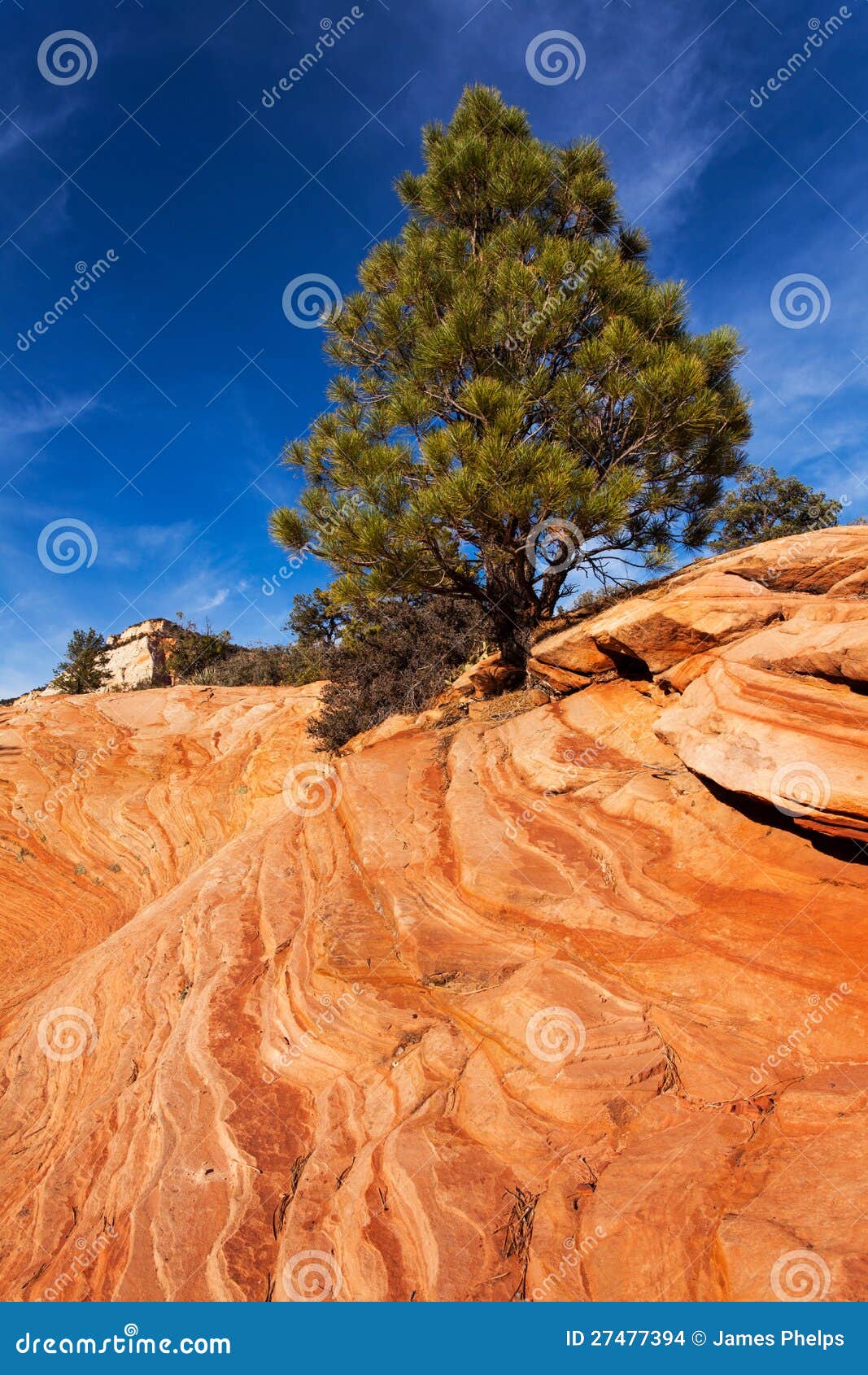 Pine Tree on Red Rocks stock photo. Image of park, utah - 27477394