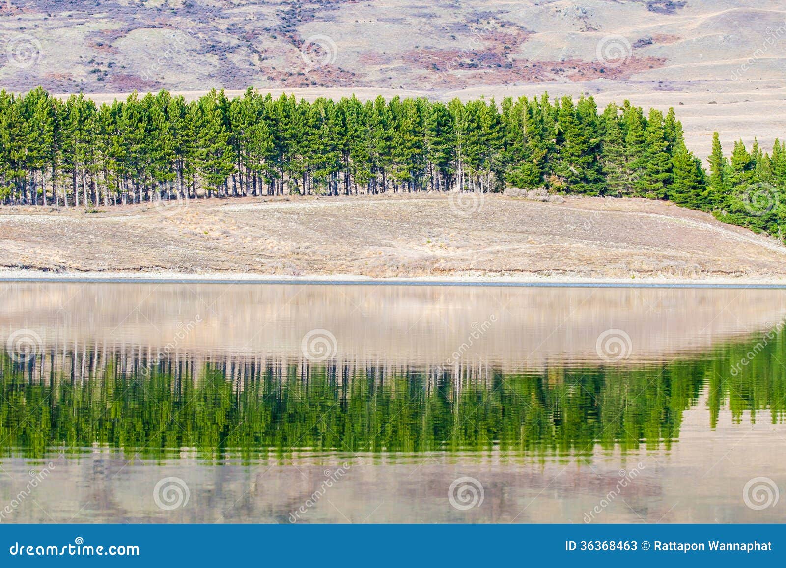 Pine Tree Reflection with Lake Stock Image - Image of mirror, rocky ...