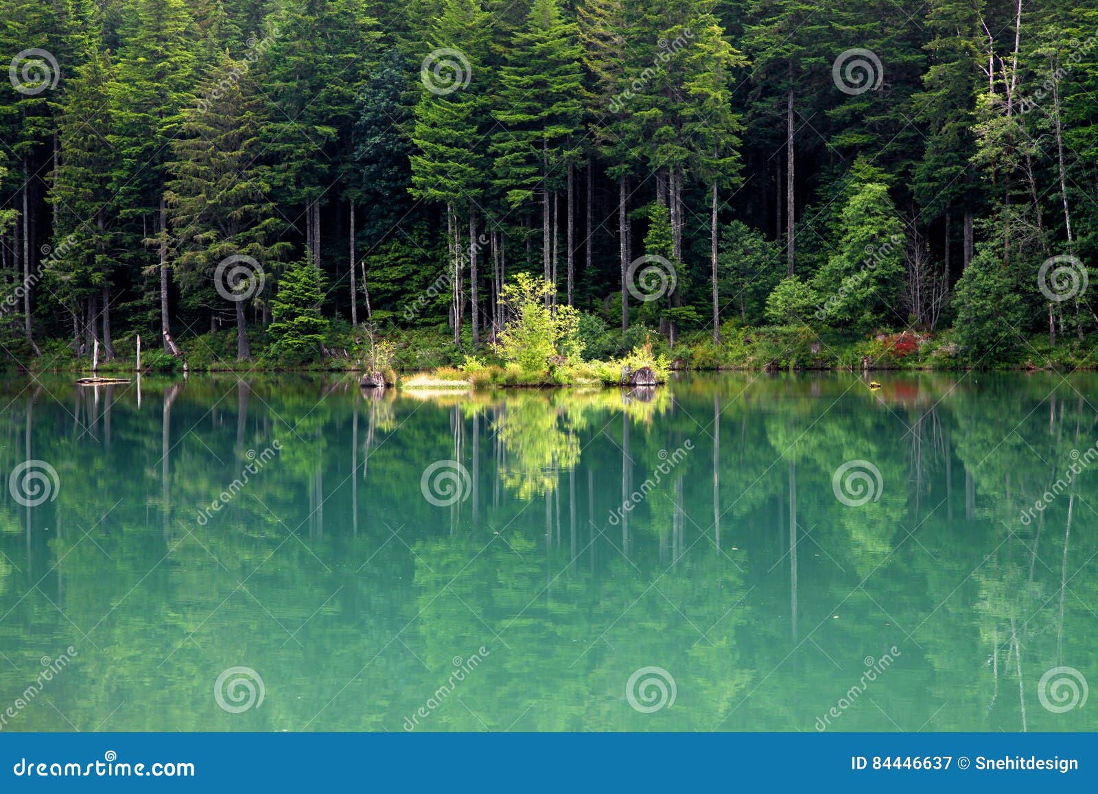 Pine Tree Reflections in the Pond Stock Image - Image of outdoors, pond ...