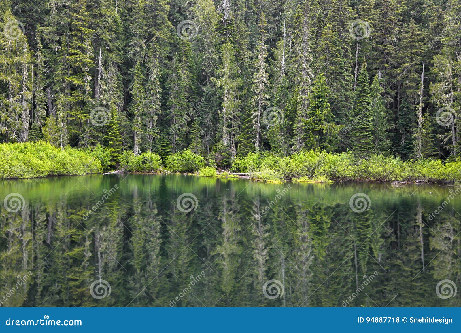 Pine Tree Reflections in the Pond Stock Photo - Image of forest, nature ...