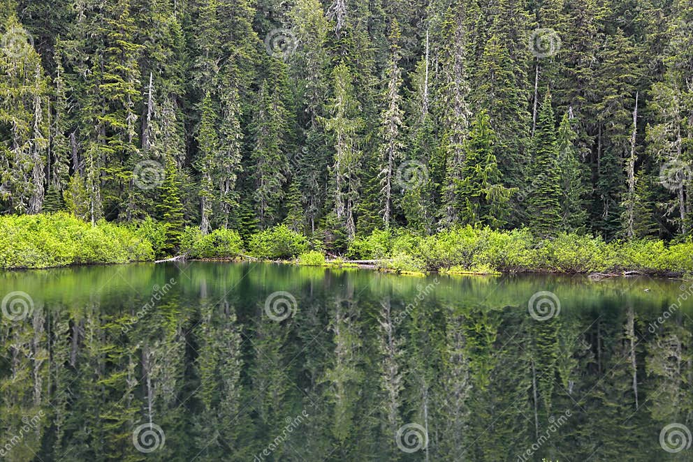 Pine Tree Reflections in the Pond Stock Photo - Image of forest, nature ...