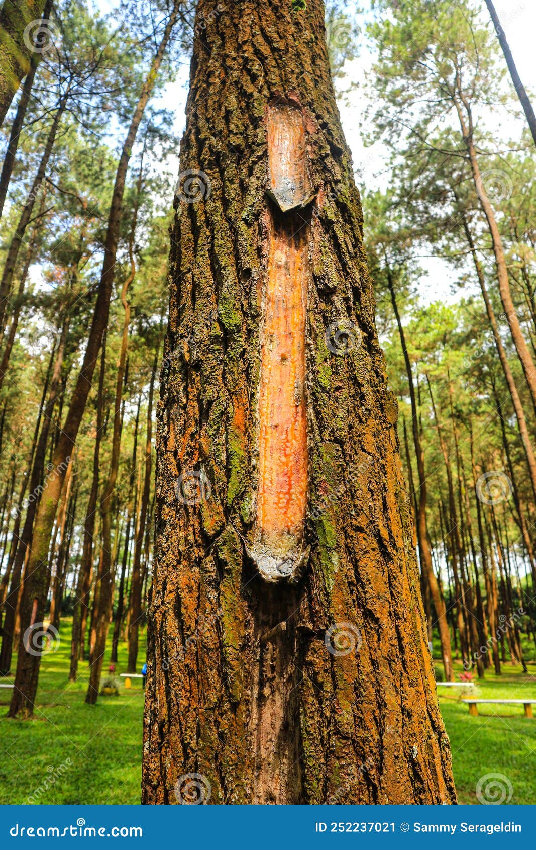 Pine Tree Resin Extraction and Collection Process in Indonesia Forest ...