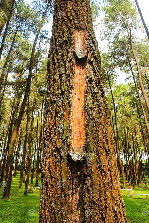 Pine Tree Resin Extraction and Collection Process in Indonesia Forest ...