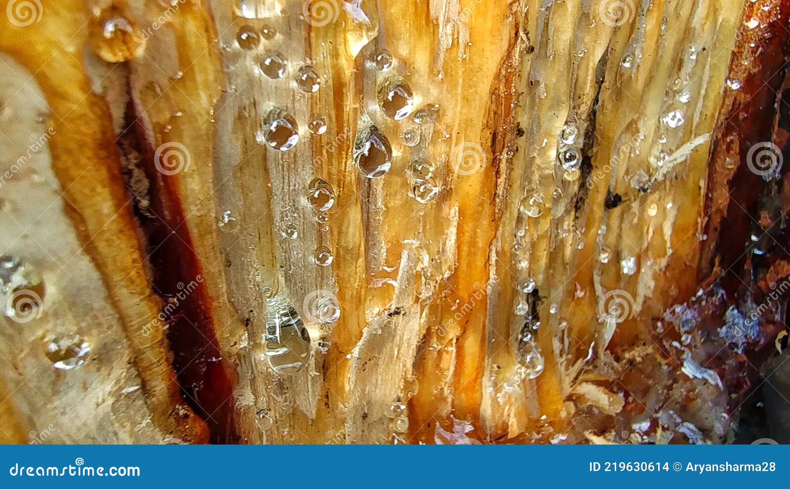 Pine Tree Resin Extraction and Collection Process Stock Photo - Image ...