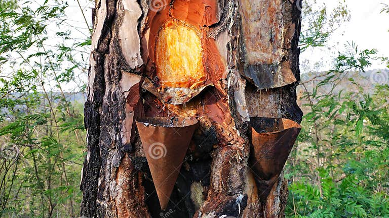 Pine Tree Resin Extraction and Collection Process Stock Photo - Image ...