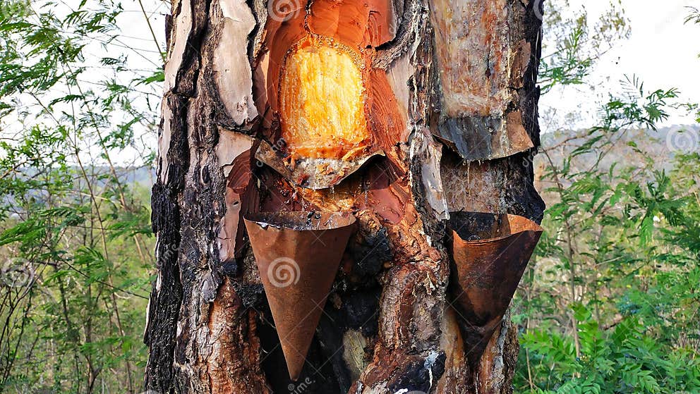 Pine Tree Resin Extraction and Collection Process Stock Photo - Image ...
