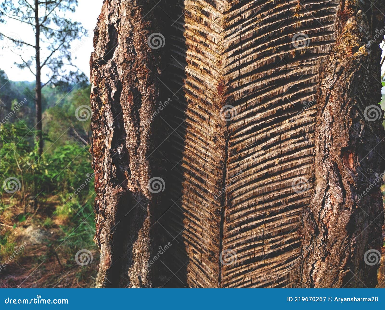Pine Tree Resin Extraction and Collection Process Stock Image - Image ...