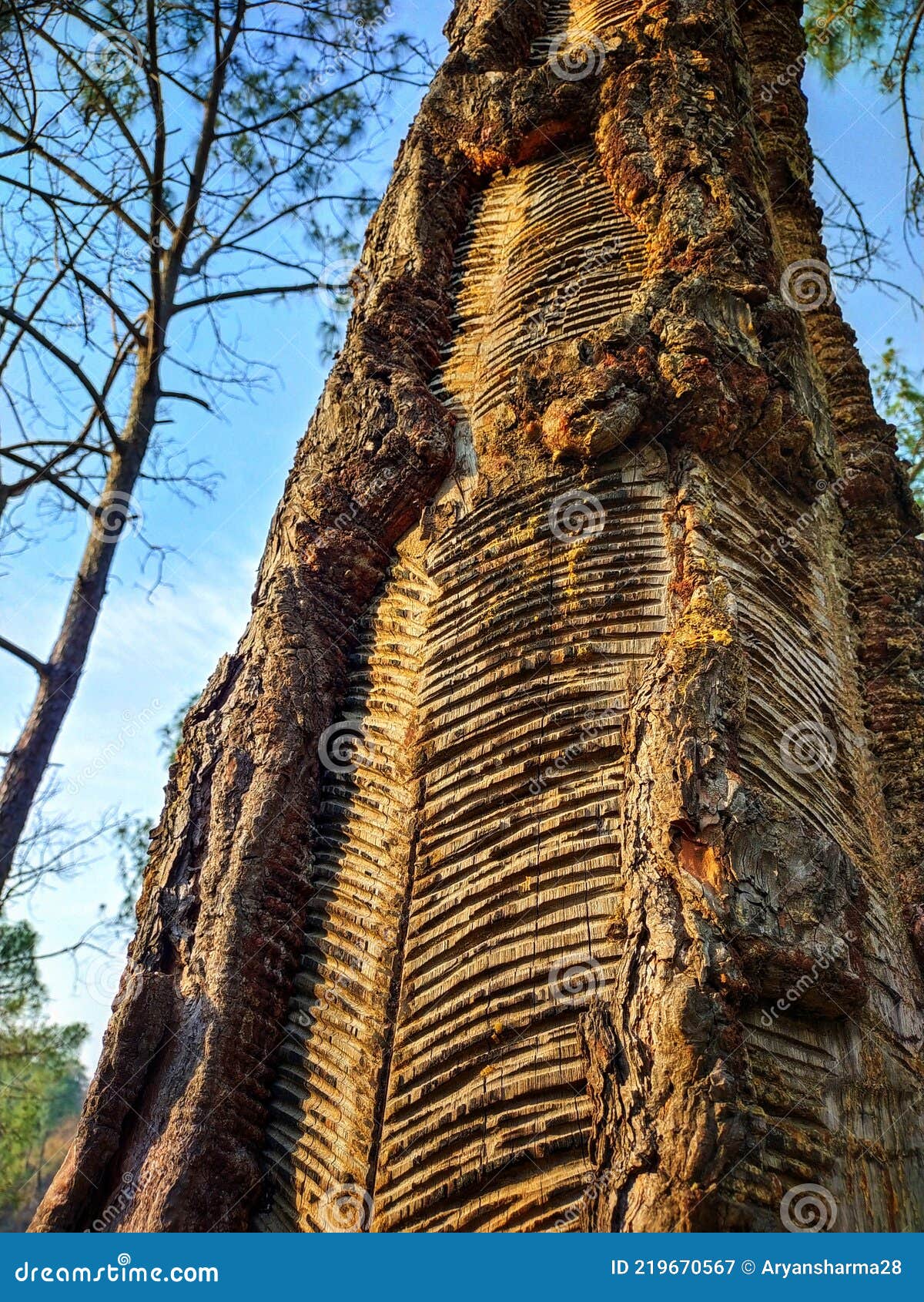 Pine Tree Resin Extraction and Collection Process Stock Image - Image ...