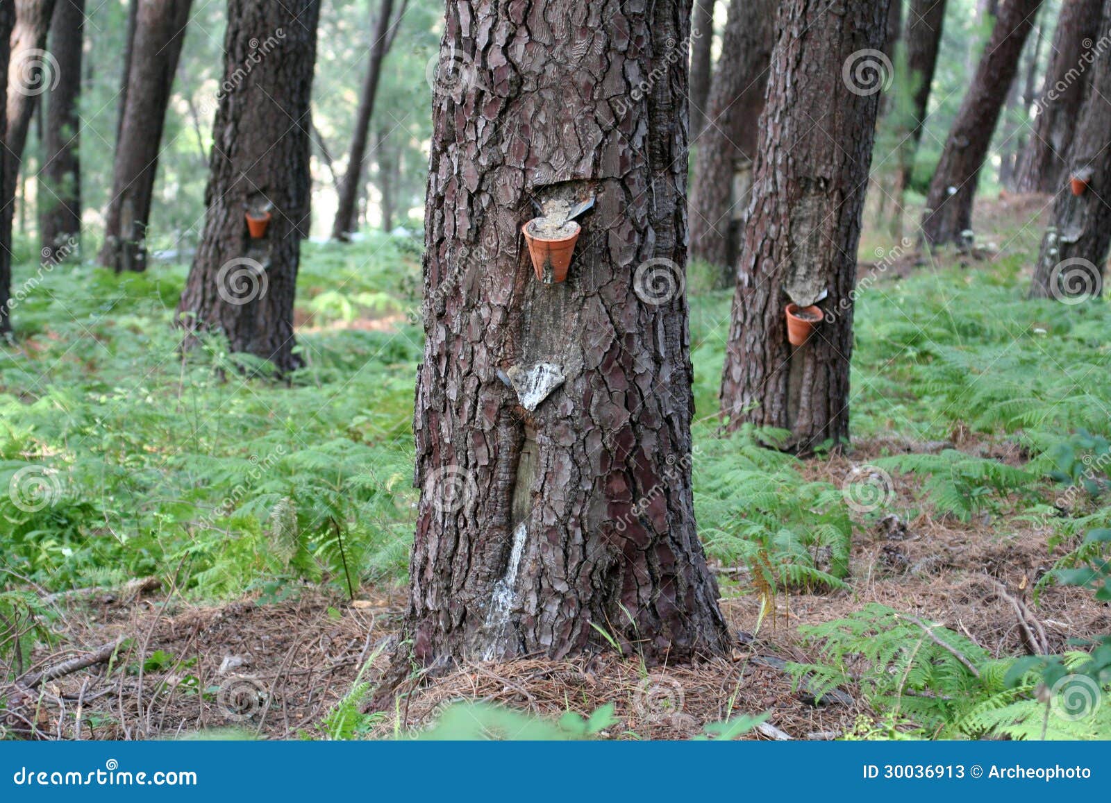 Pine-tree resin extraction stock image. Image of pinus - 30036913