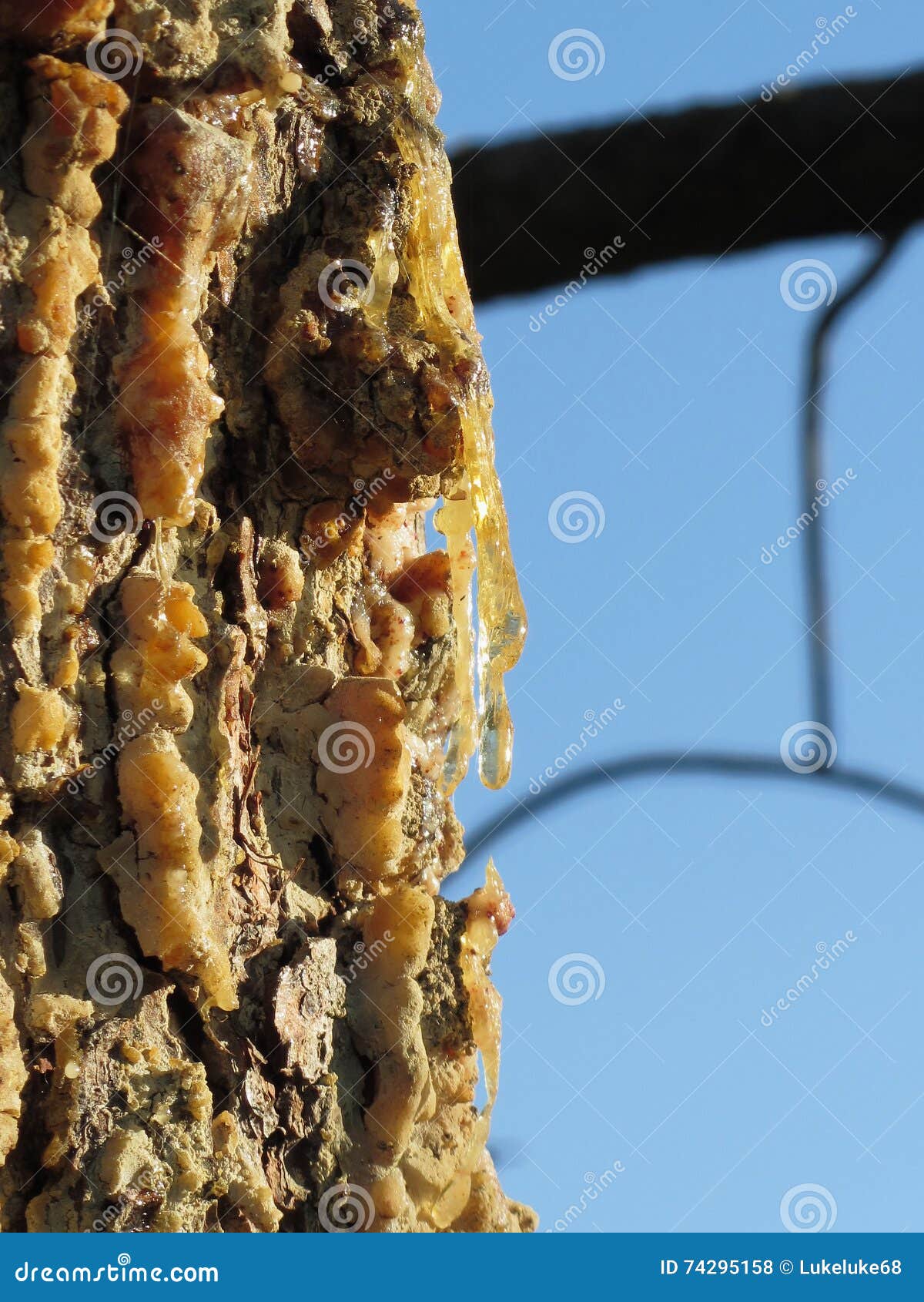 Pine Tree Resin on the Trunk. the Drops of Resin Flow Down on the Bark ...