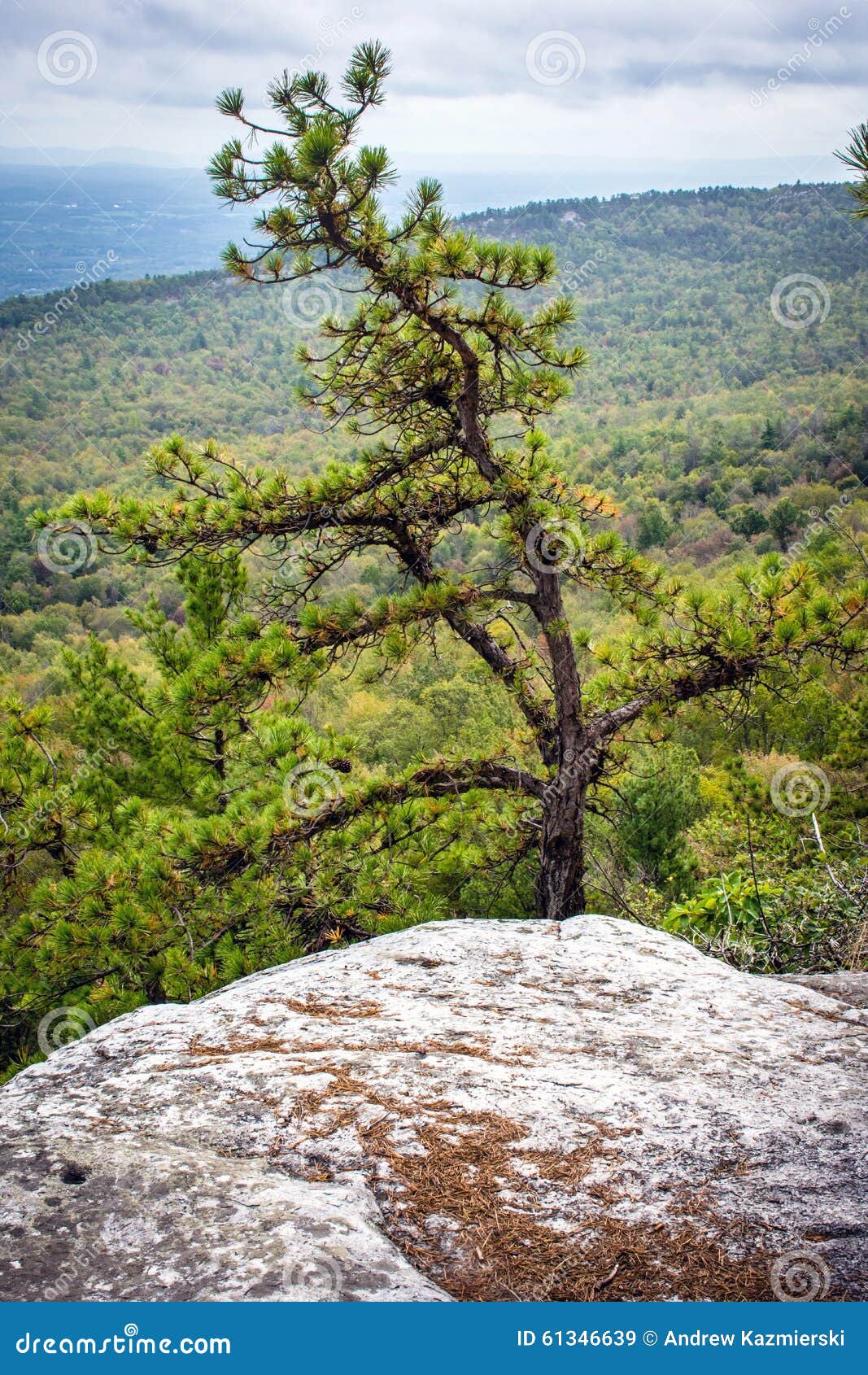 Pine Tree on Ridge stock image. Image of trees, pine - 61346639