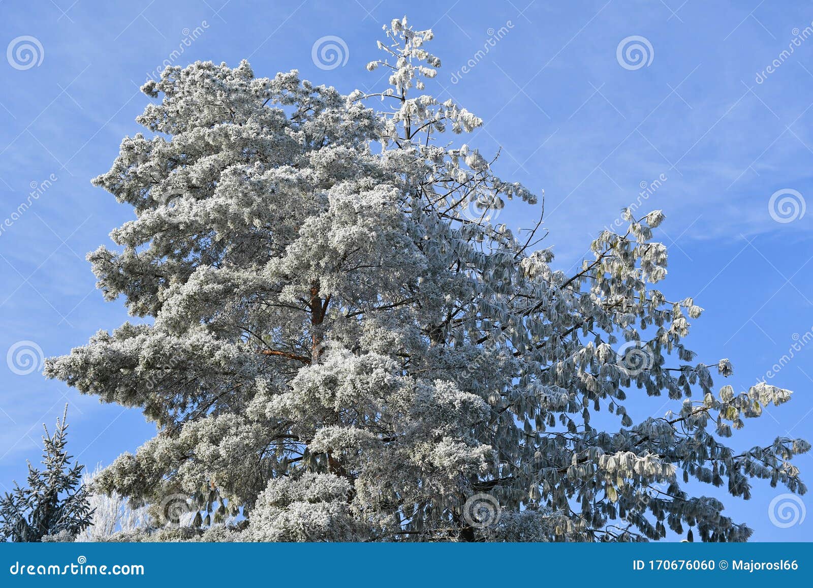 Pine Tree with Rime in Winter Time Stock Photo - Image of pine, rime ...
