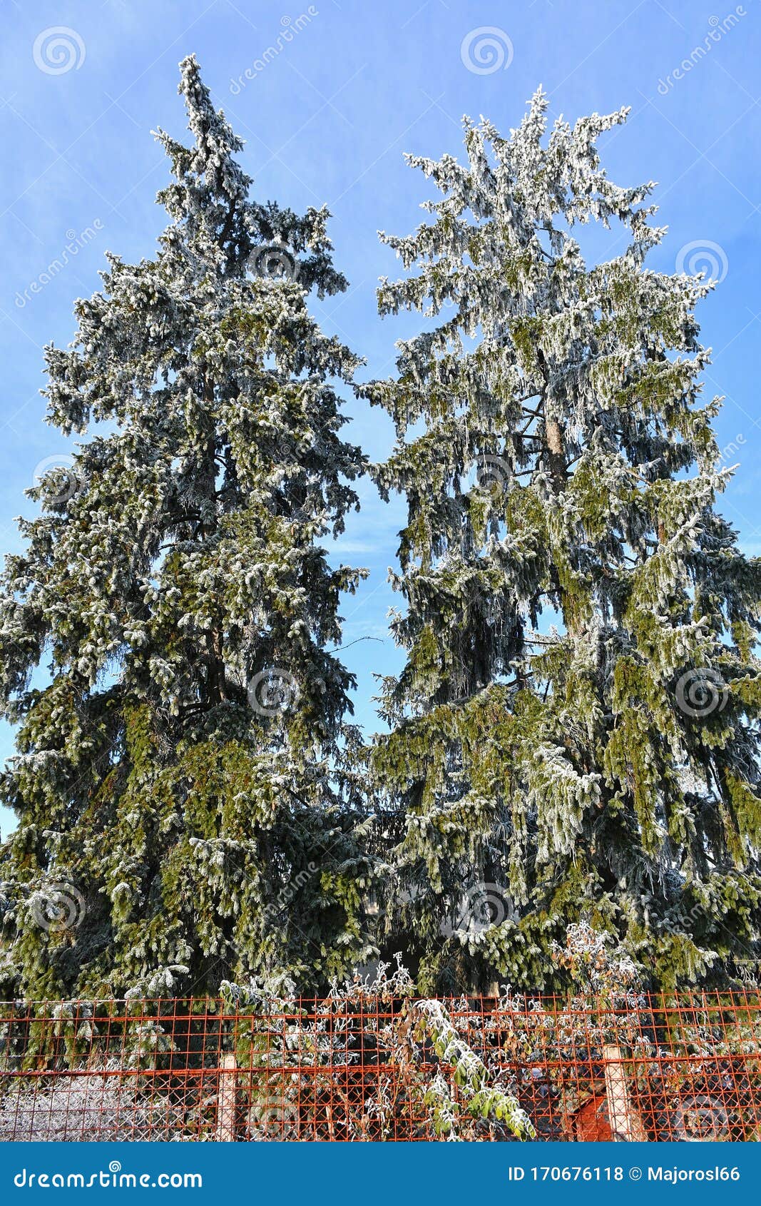 Pine Tree with Rime in Winter Time Stock Photo - Image of nature, view ...