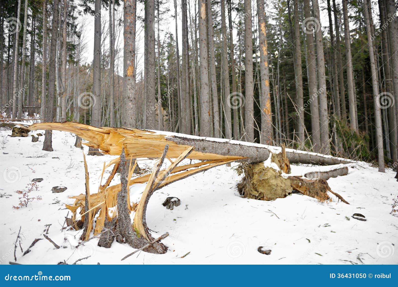 Pine tree ripped by storm stock photo. Image of ripped - 36431050