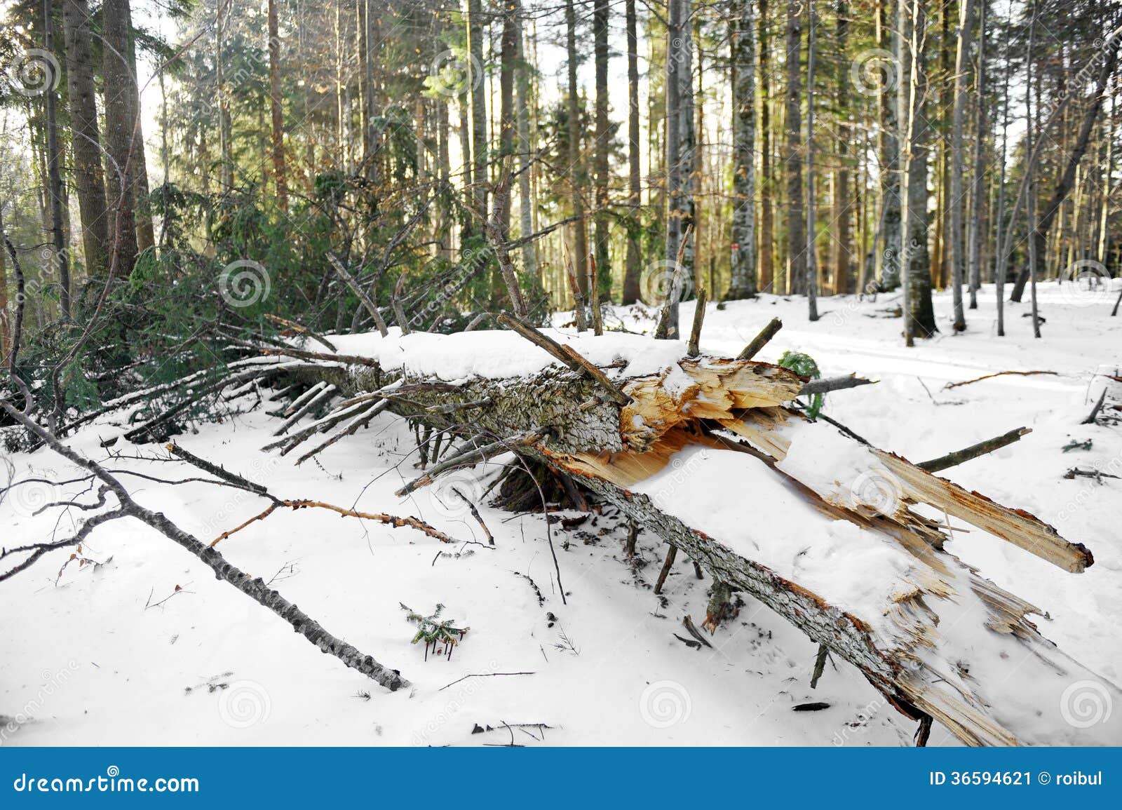 Pine tree ripped by storm stock image. Image of soil - 36594621