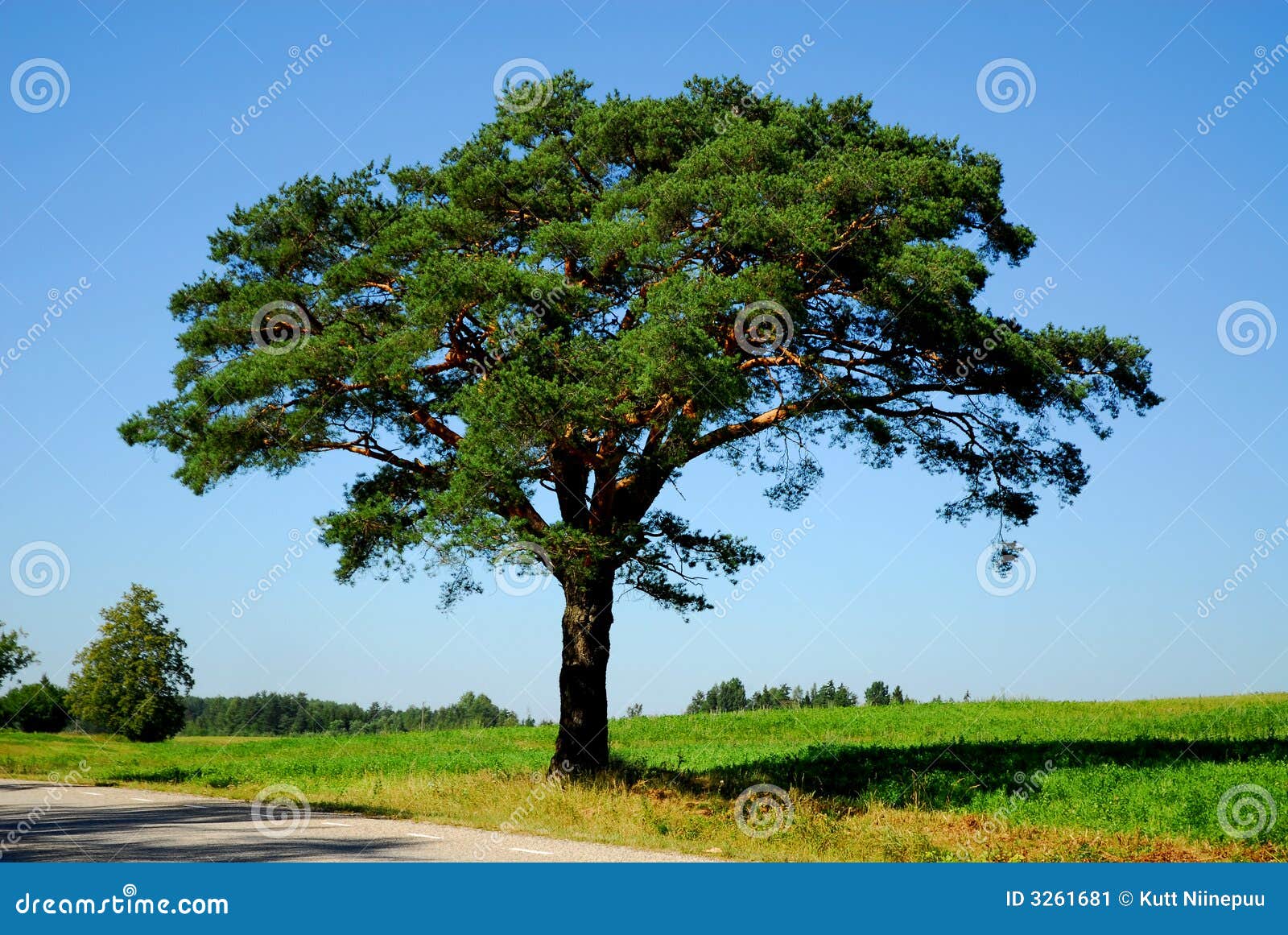 Pine tree by the road stock image. Image of land, branches - 3261681