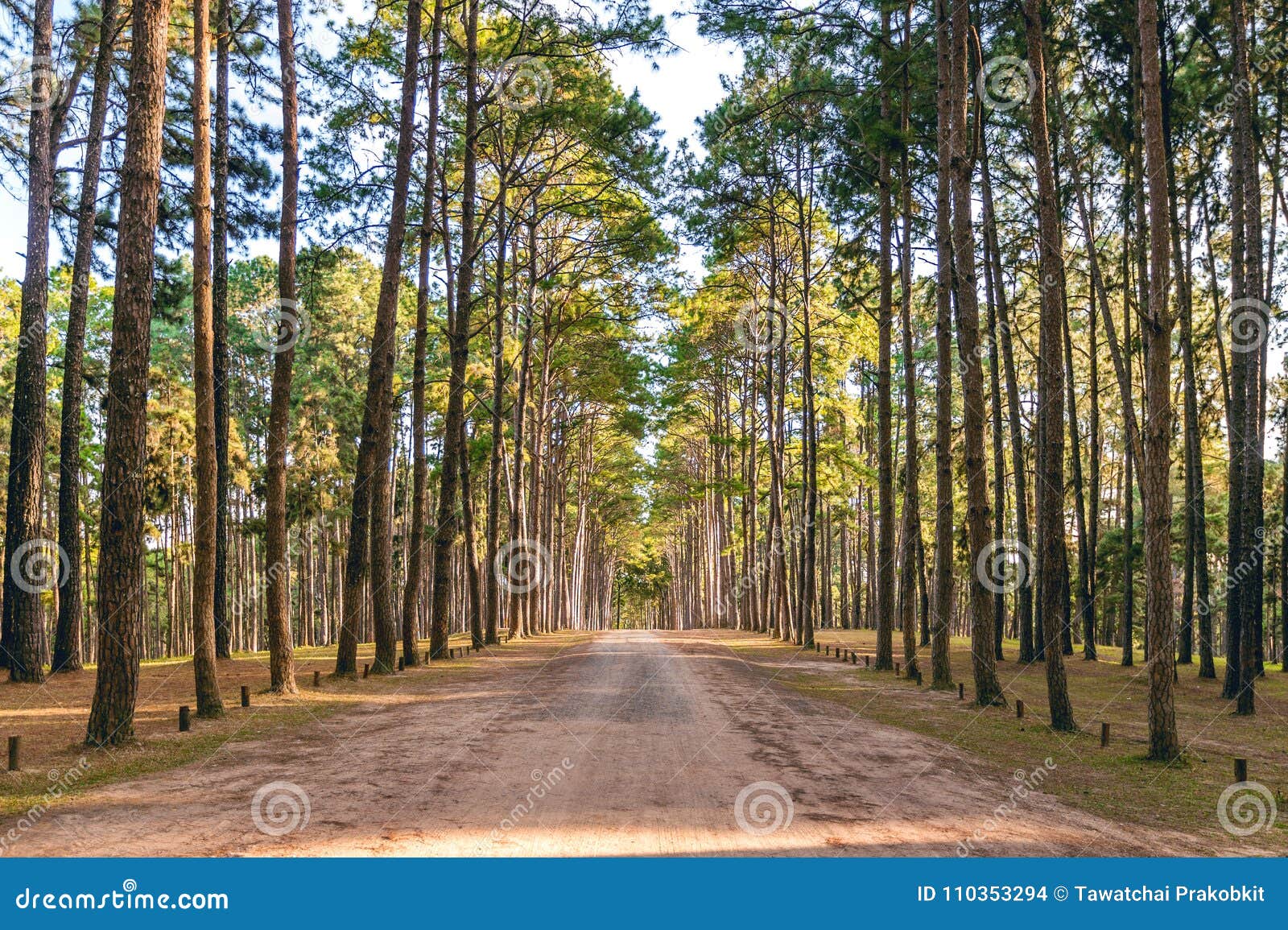 Pine Tree and Road in Forest Stock Photo - Image of forest, plant ...