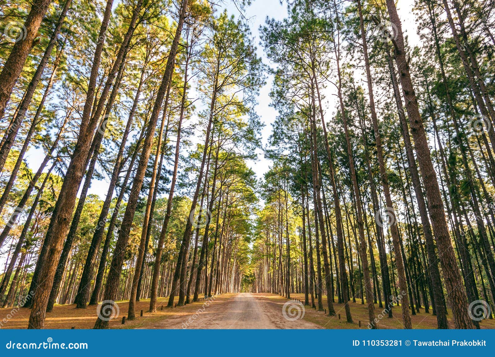 Pine Tree and Road in Forest Stock Image - Image of nature, coniferous ...