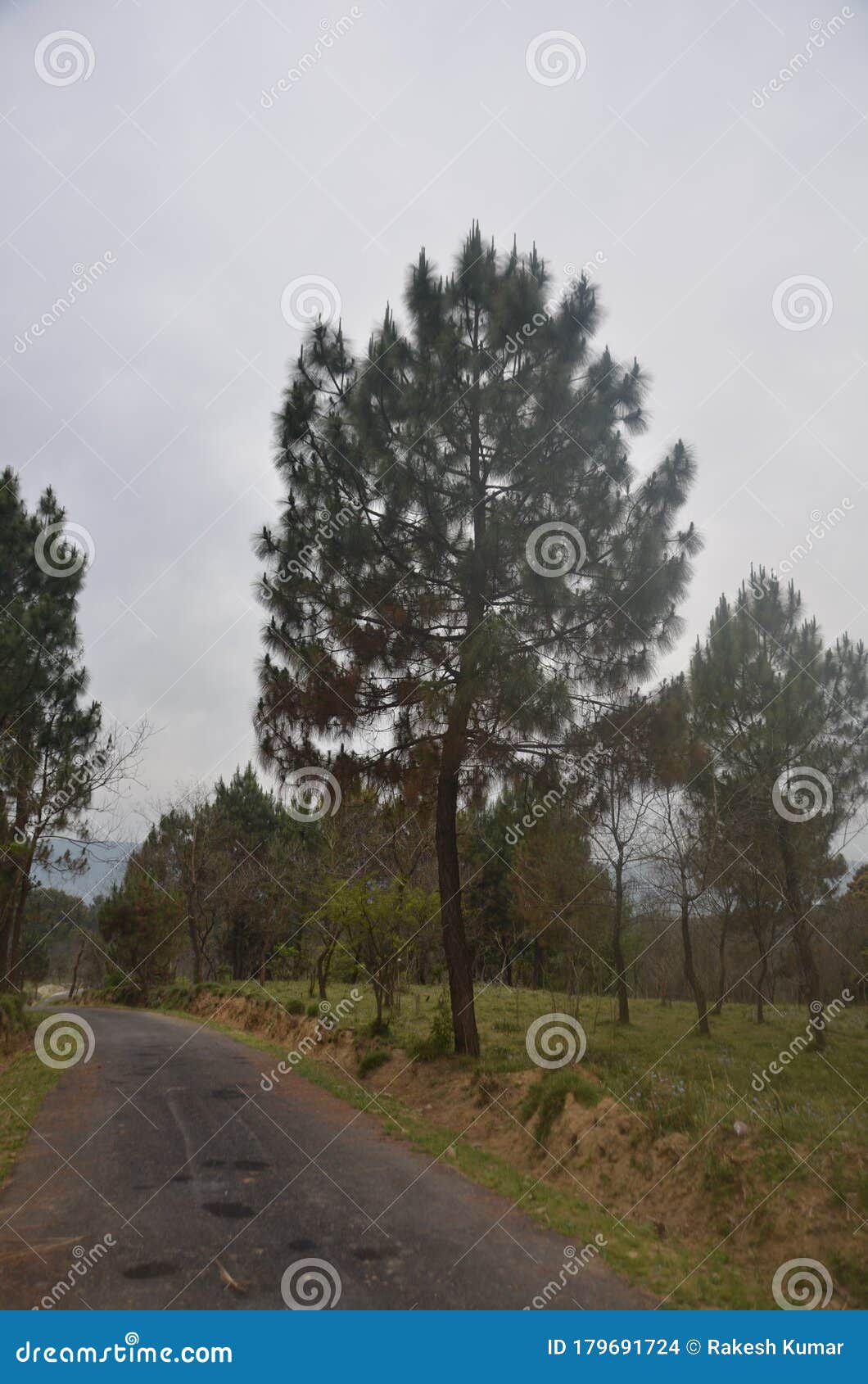 Pine Tree Road Side in Forest of Himachal Pradesh India Stock Photo ...