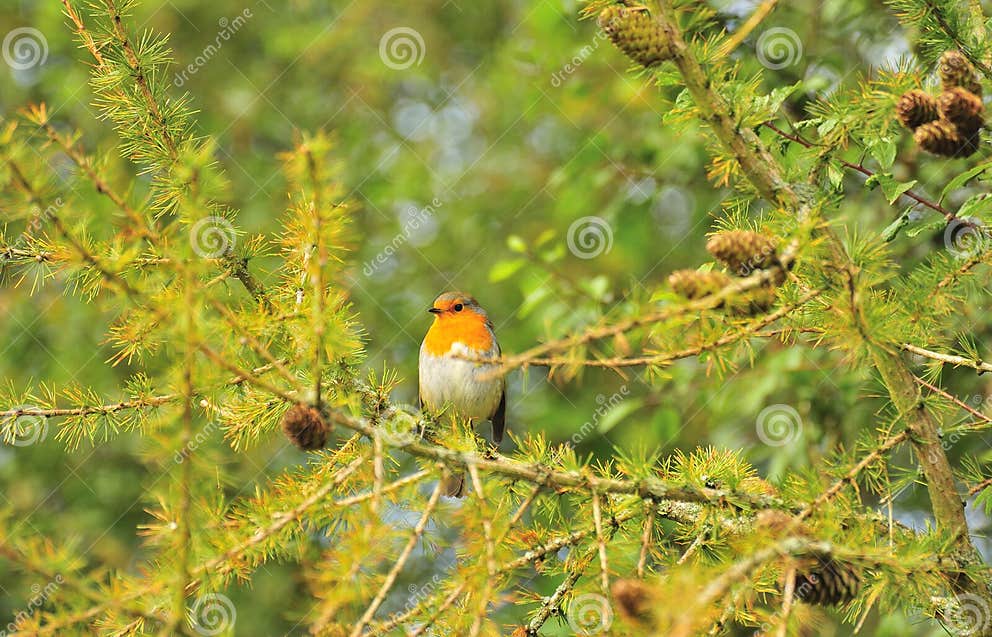 Pine Tree Robin (Erithacus Rubecula) Stock Photo - Image of branch ...