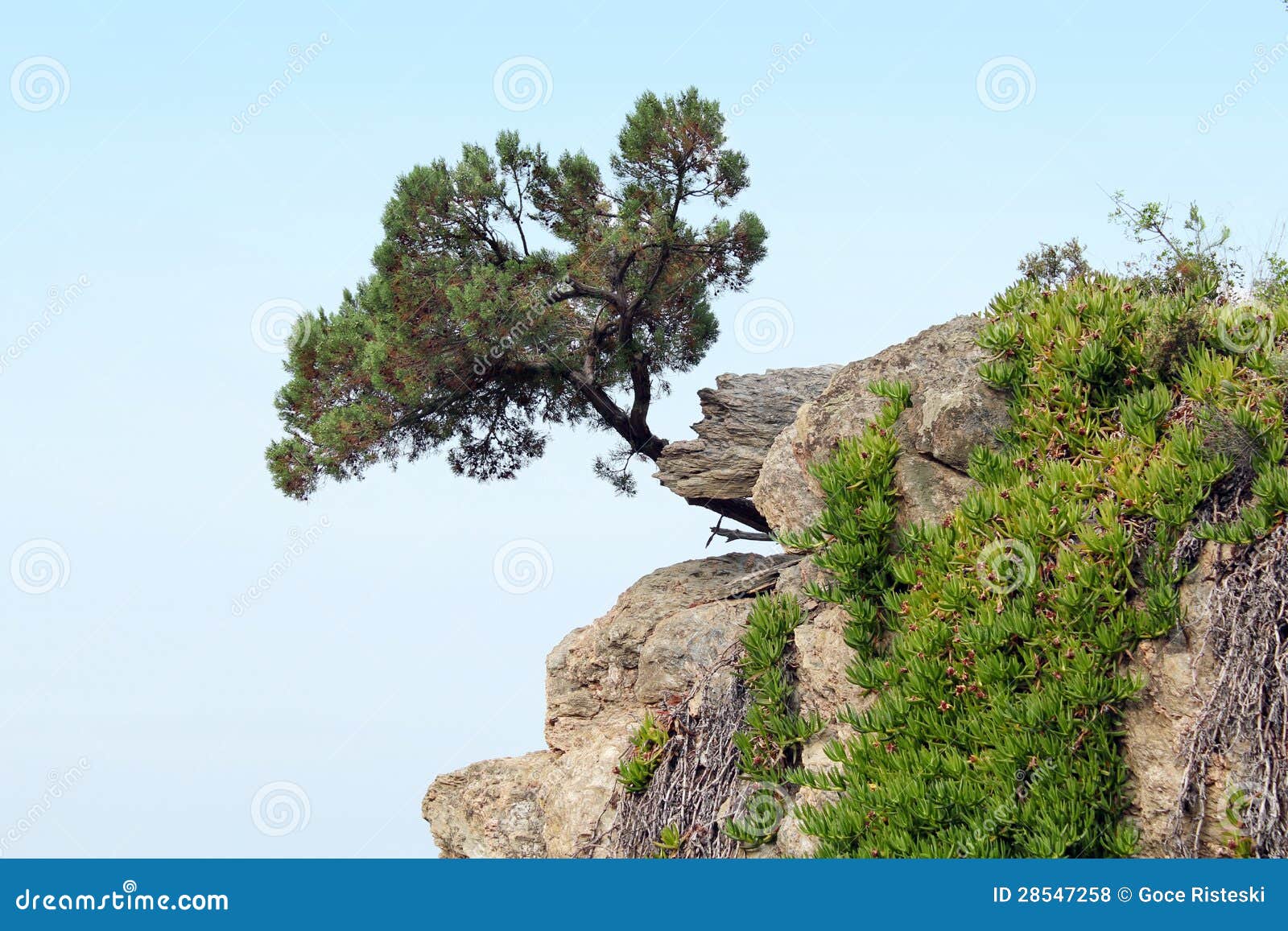 Pine tree on a rock stock photo. Image of foliage, halkidiki - 28547258