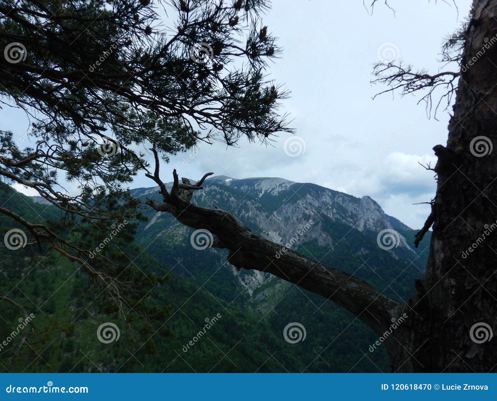 Pine tree on a rock stock photo. Image of beauty, mountain - 120618470