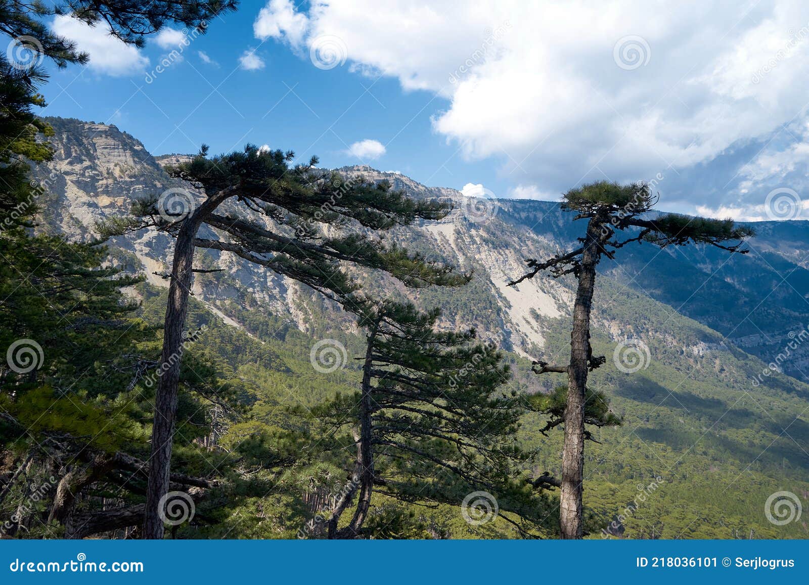Pine Tree on the Rock. Rocky Mountains Stock Image - Image of majestic ...